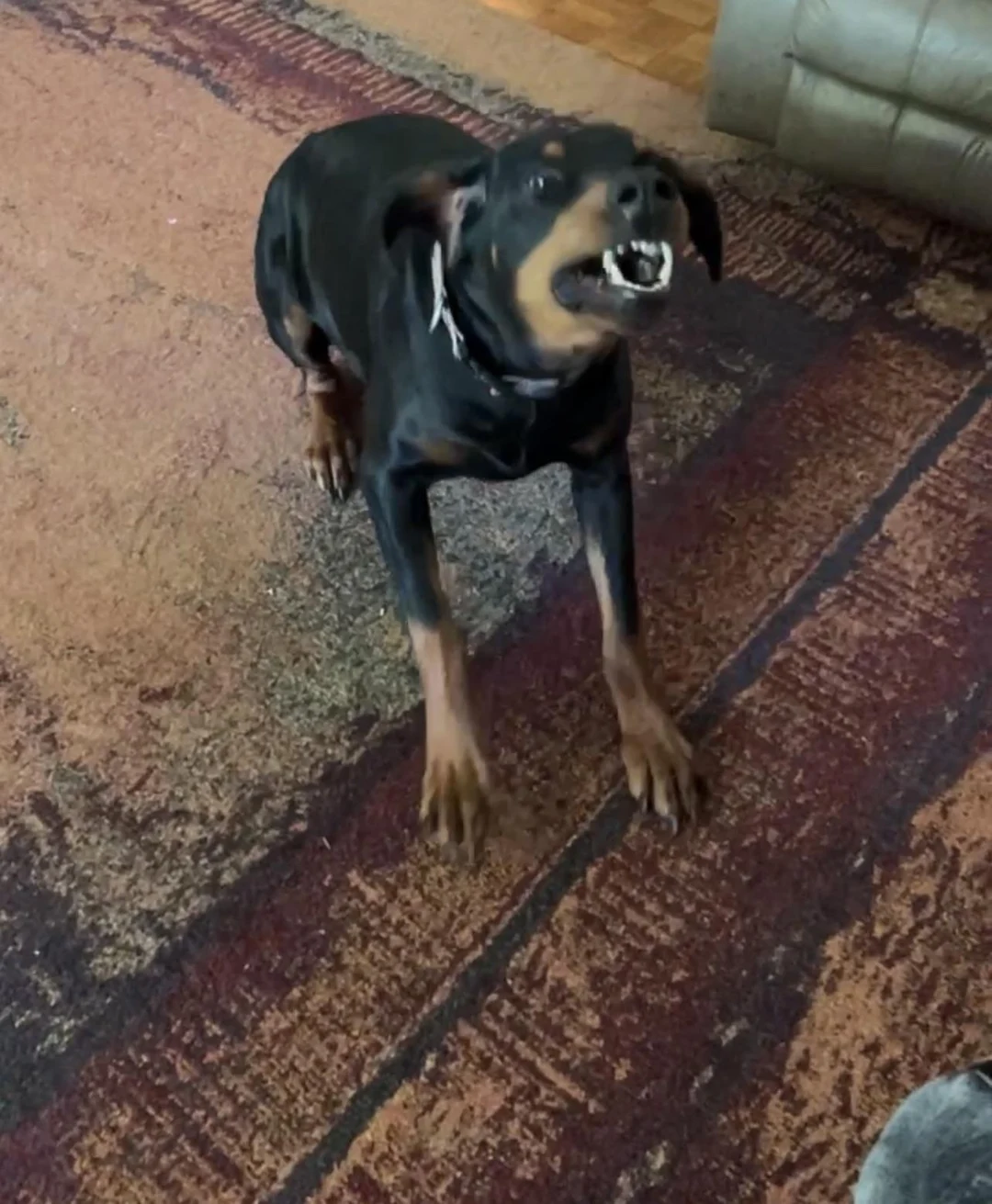 this is dr. phil. i don’t know why he looks like that | Scrolller