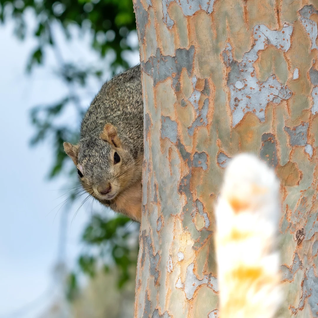 Mother Squirrel watches as the Cat casually strolls by | Scrolller