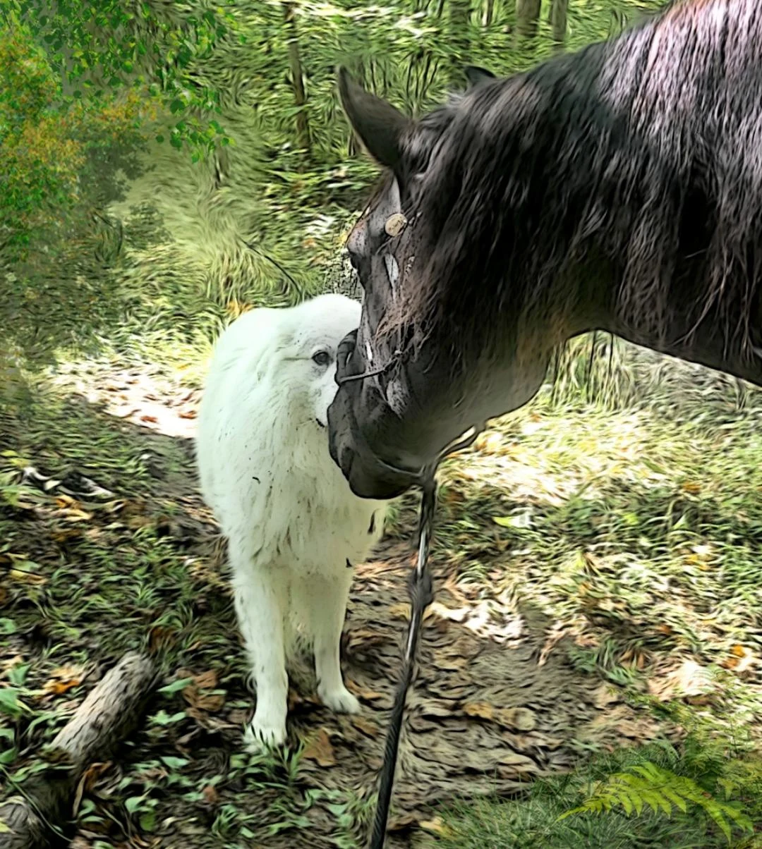 Are you a pony? | Scrolller