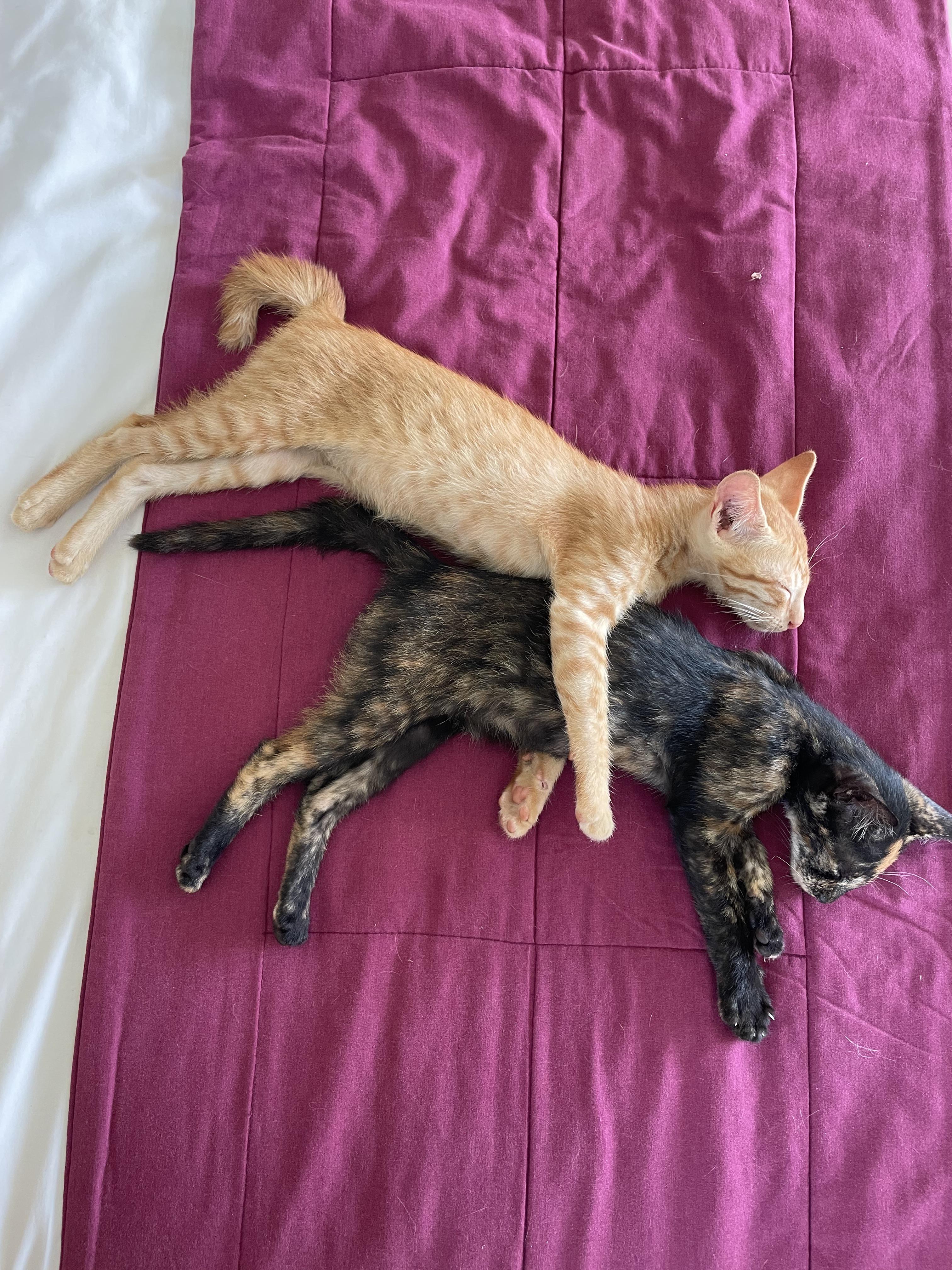 Snuggling [OC] | Scrolller