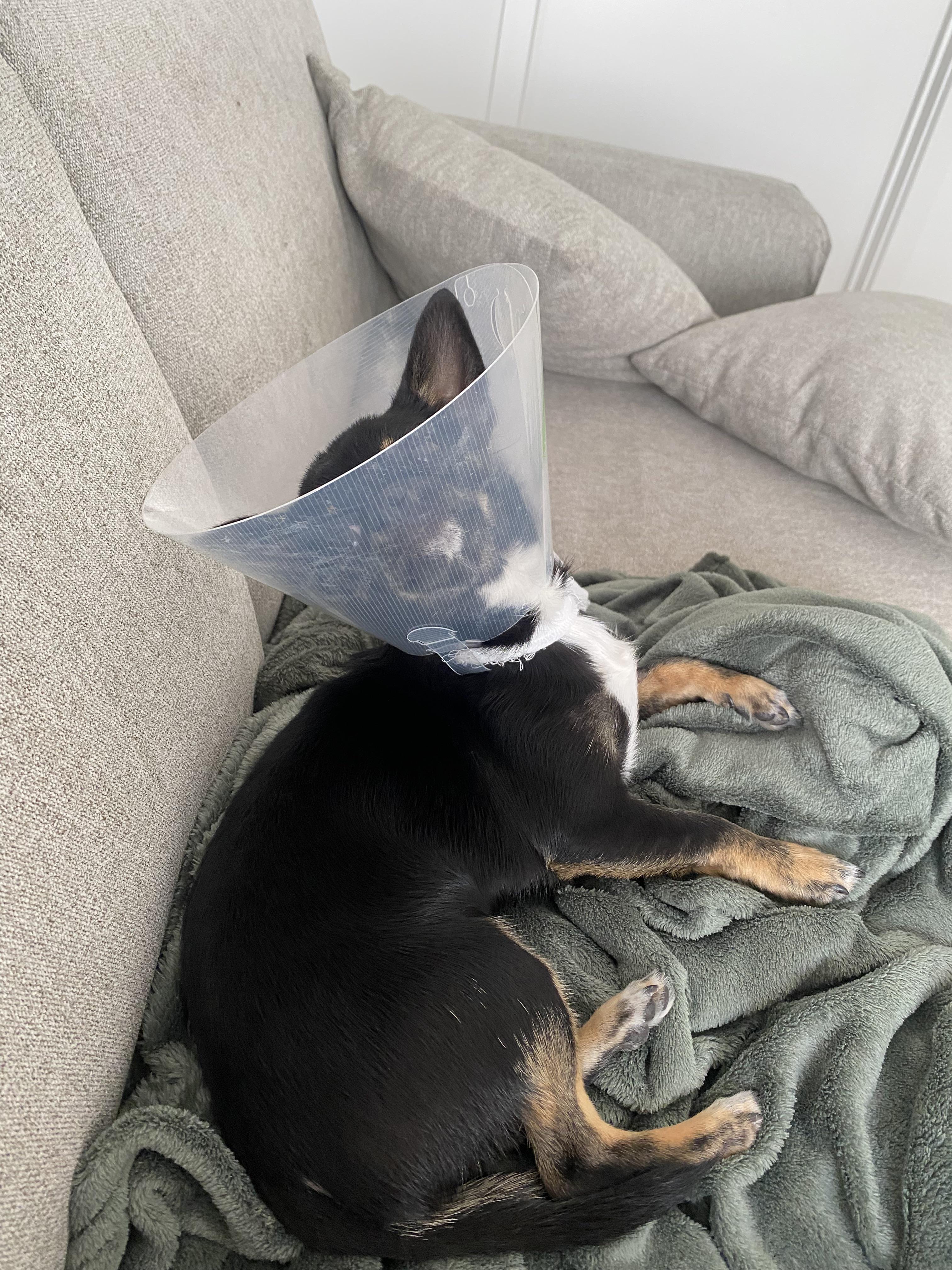 Pixar Lamp Cosplay Scrolller