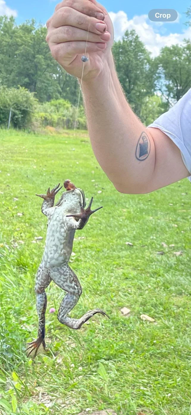 My dad caught a bullfrog while fishing, it was very unexpected | Scrolller