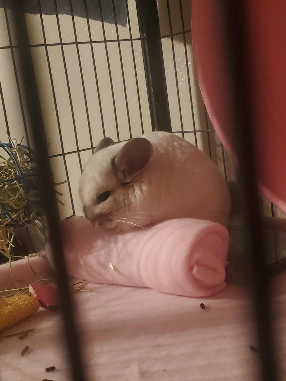 my lil momo about to sleep☺️ | Scrolller