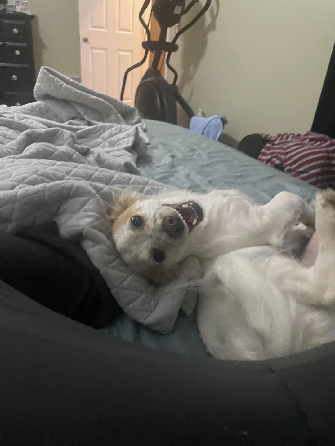 The smile of a madman | Scrolller