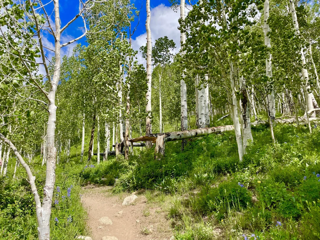 Aspen forest in Crested Butte, Colorado [4032x3024] [OC] | Scrolller