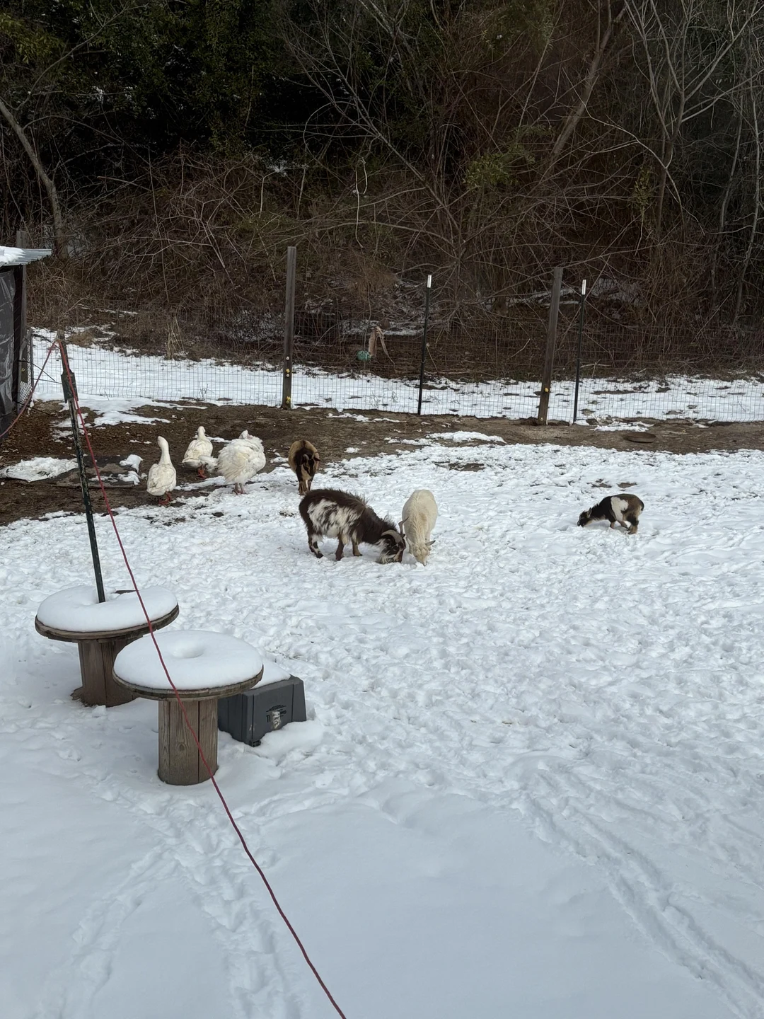 Goats :) | Scrolller