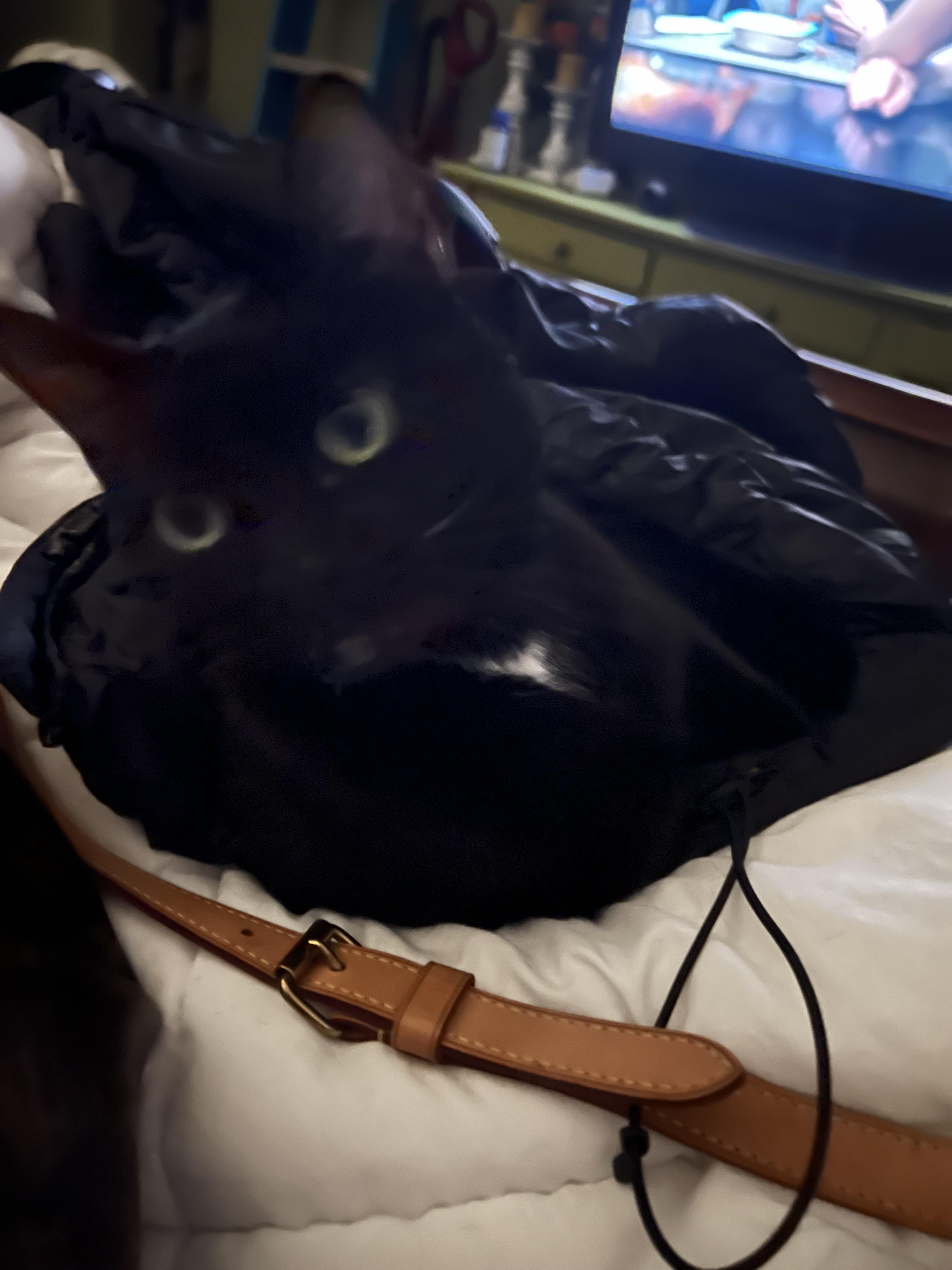 Our Tux Kitty | Scrolller