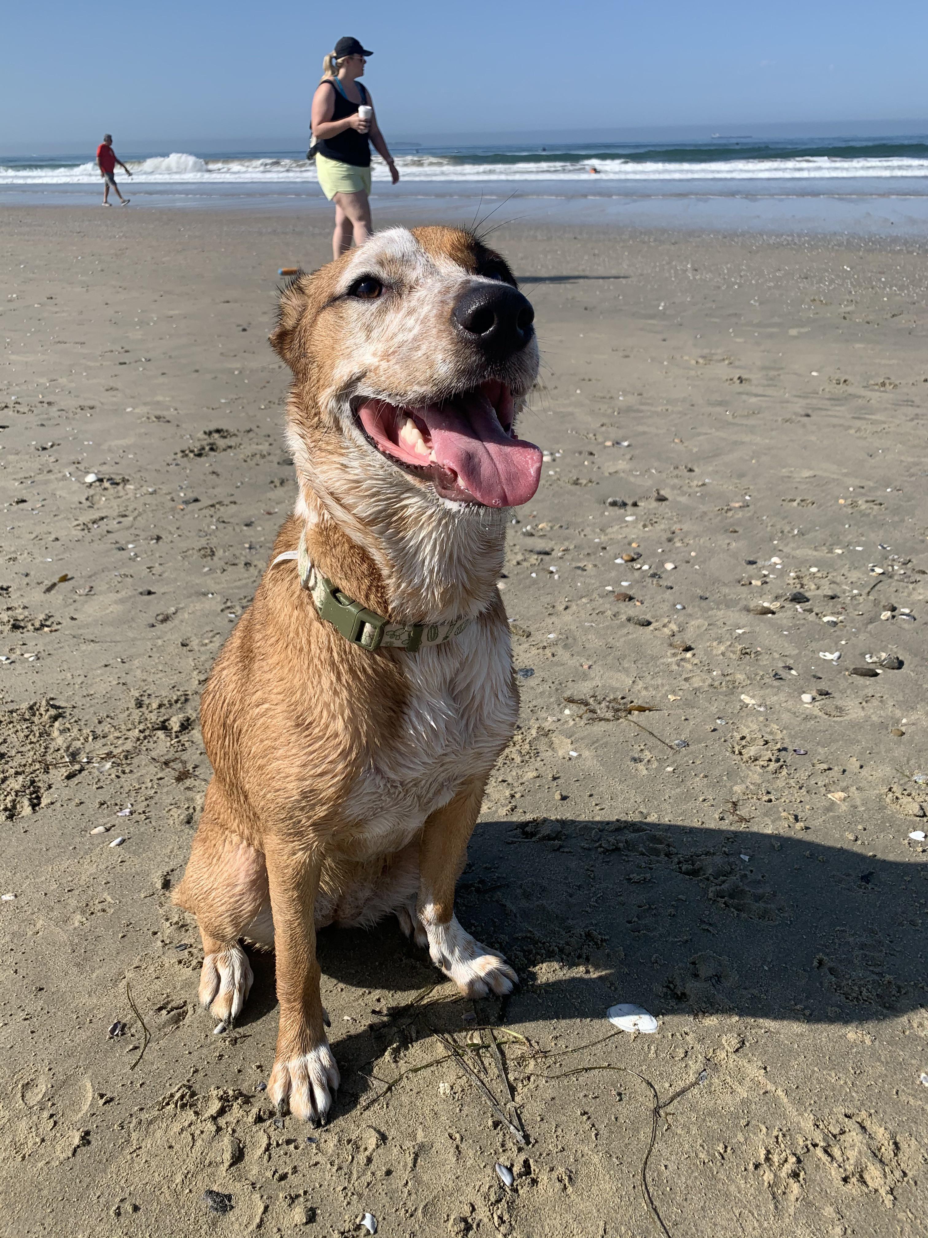 Echo at the beach | Scrolller