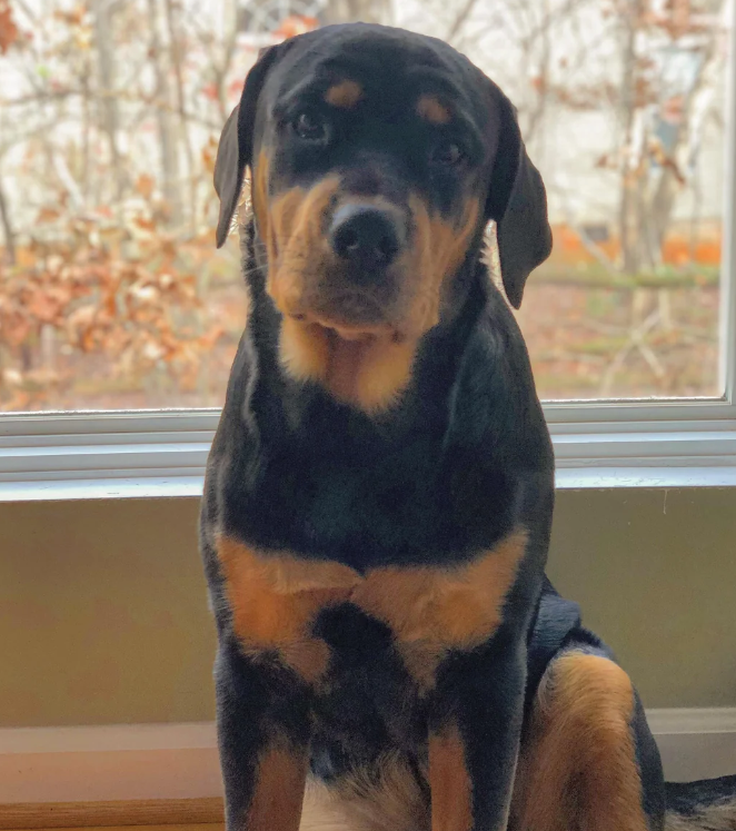 Behold Queenie Majestic and Regal | Scrolller