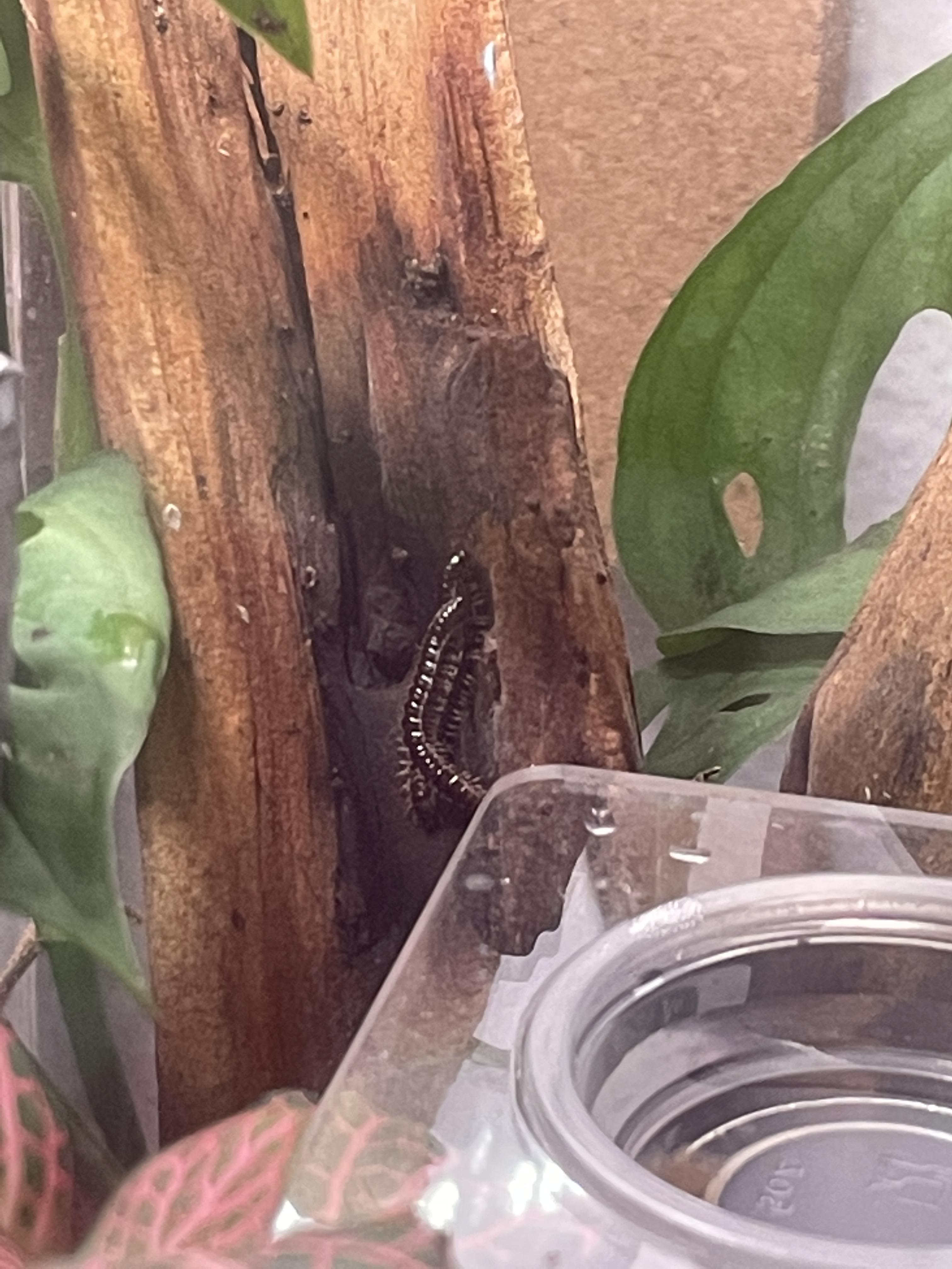 Random millipedes(??? I think?) inside bioactive enclosure | Scrolller