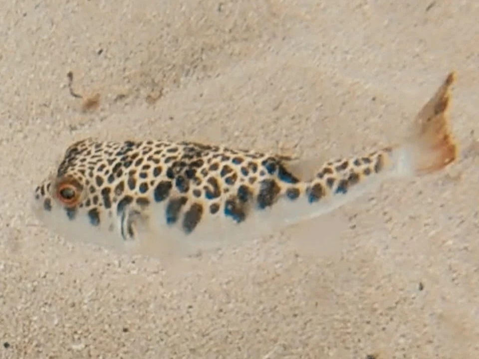 Pufferfish | Scrolller