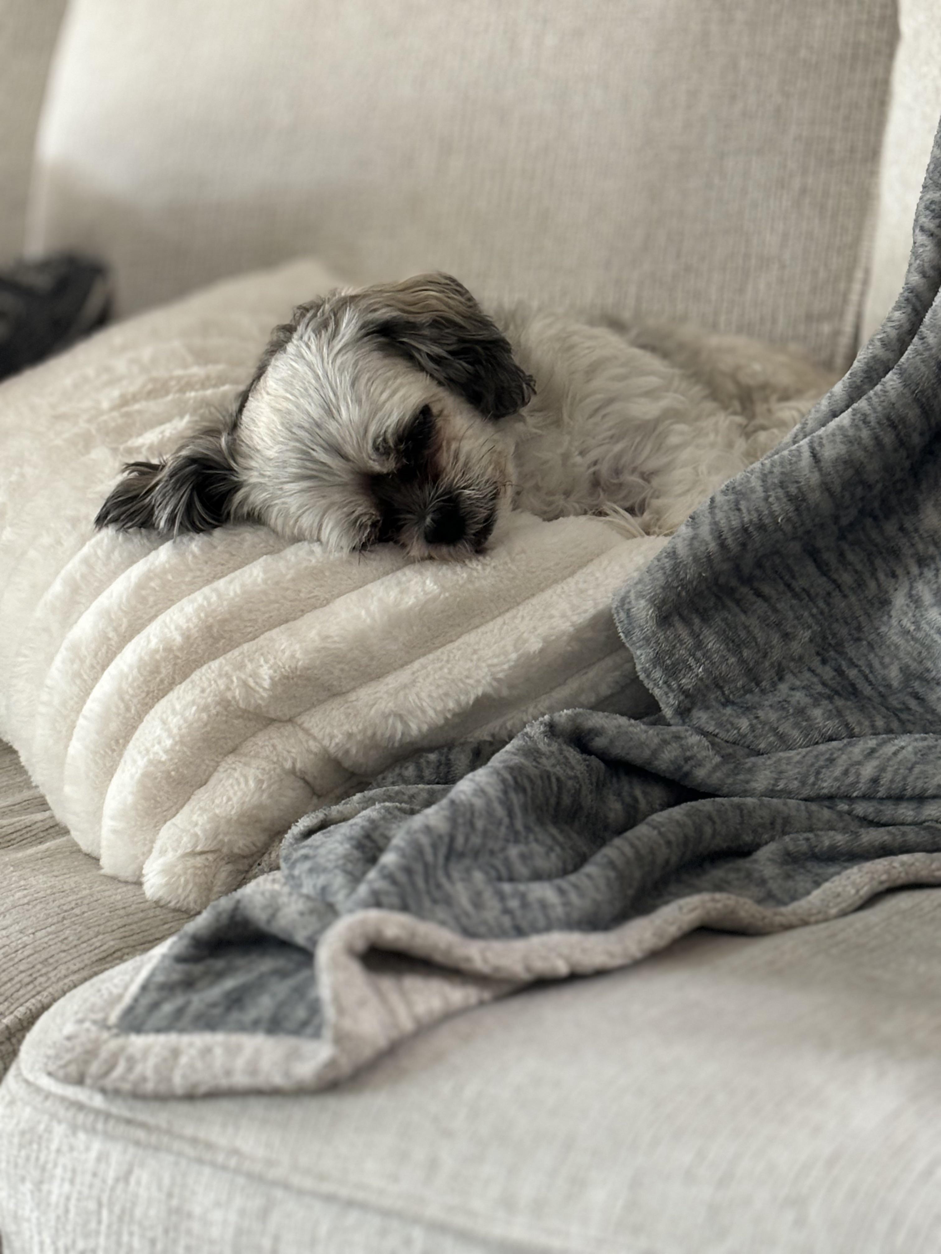 Exhausted after a long day of naps | Scrolller