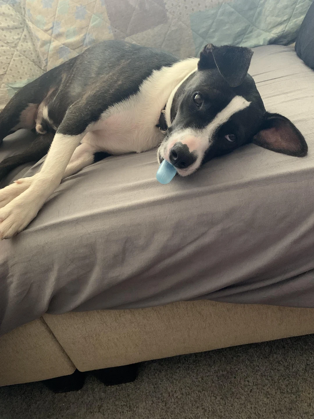 Forrest and his “pacifier” | Scrolller