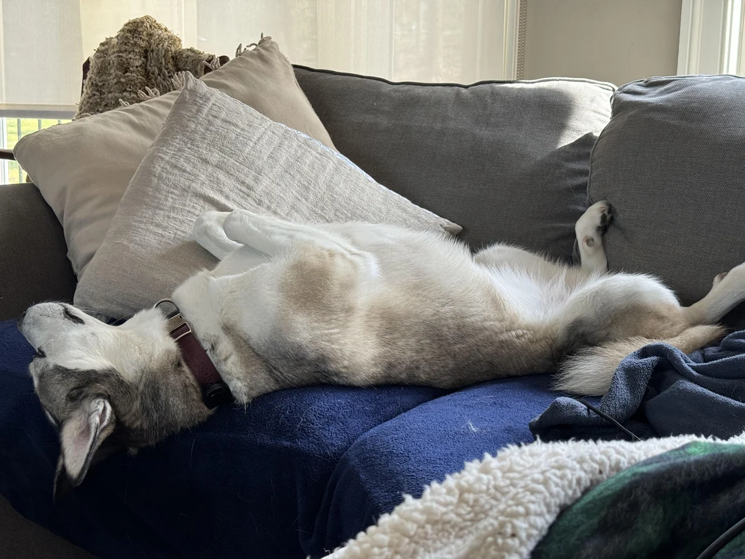 Scientists seeking help in identifying strange animal behaviors during the eclipse | Scrolller