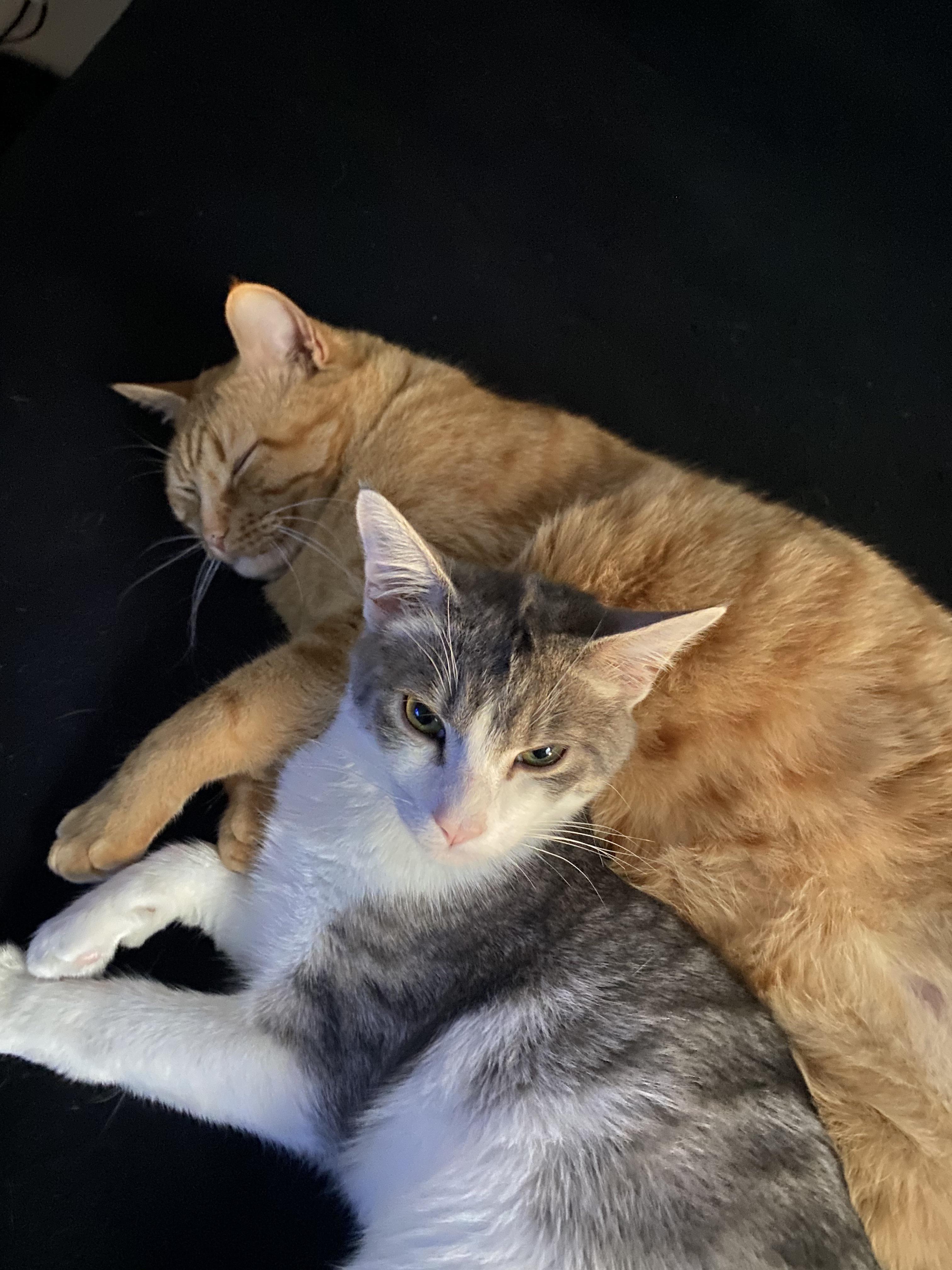 Jay & Silent Bob | Scrolller