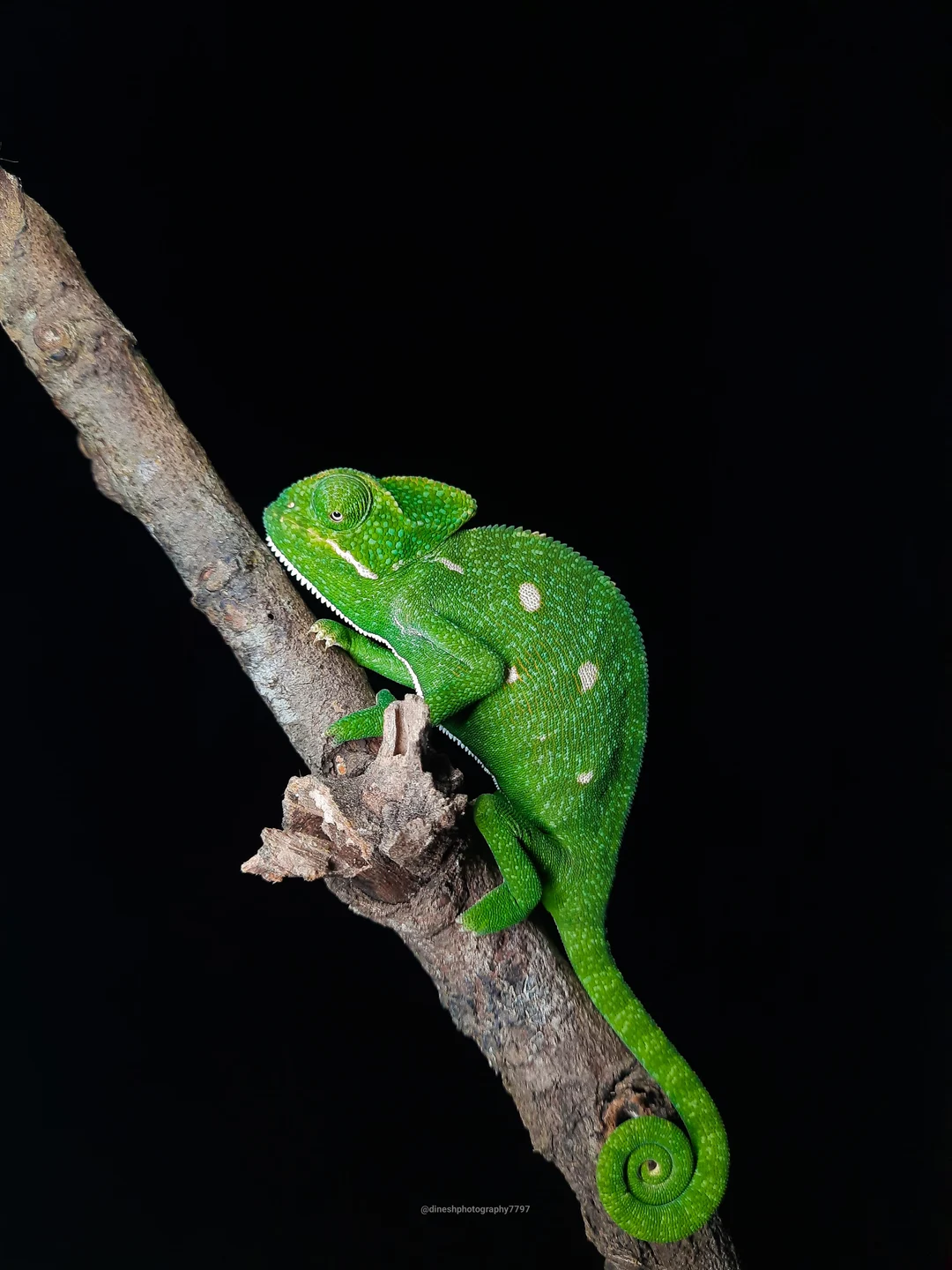 Photographed this Chameleon with mobile from outskirts of Chennai | Scrolller