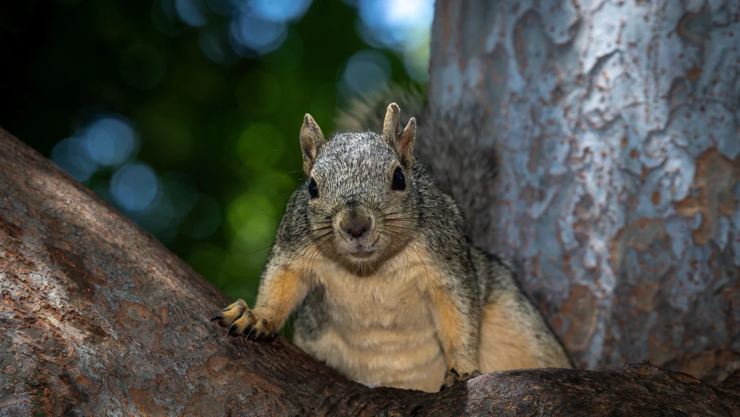 Light and Shadow Squirrel | Scrolller