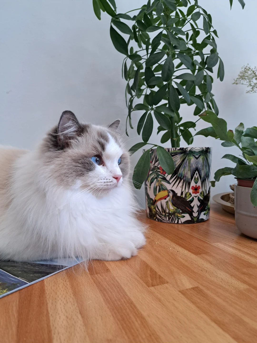 Alma- The Perfect Loaf | Scrolller