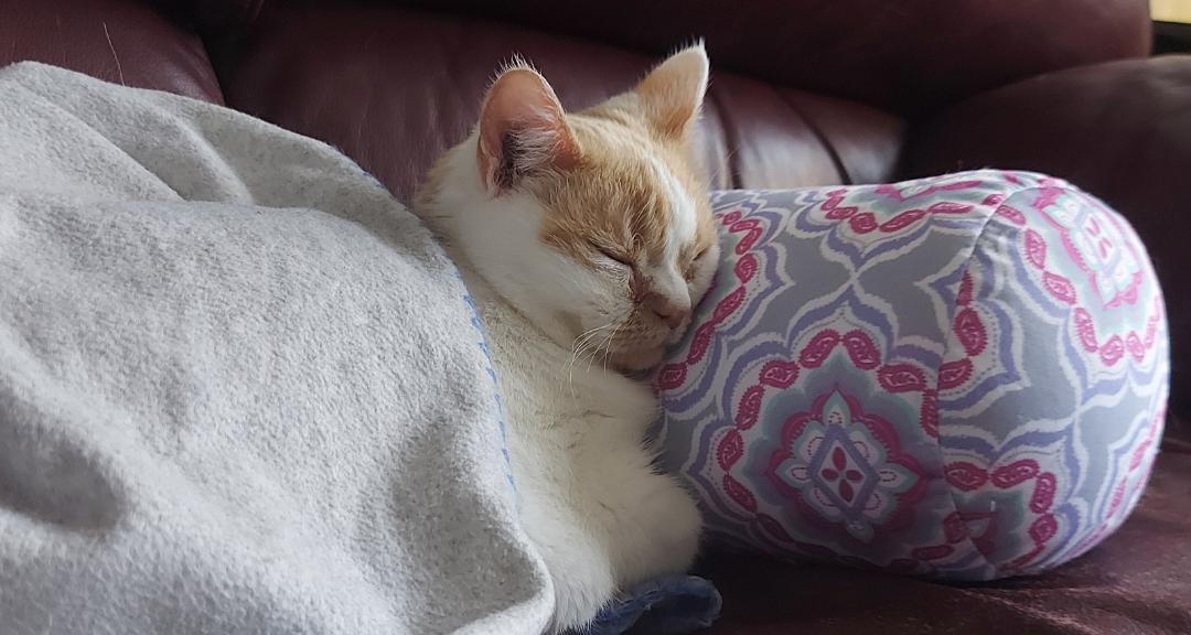 Sunday snuggles | Scrolller