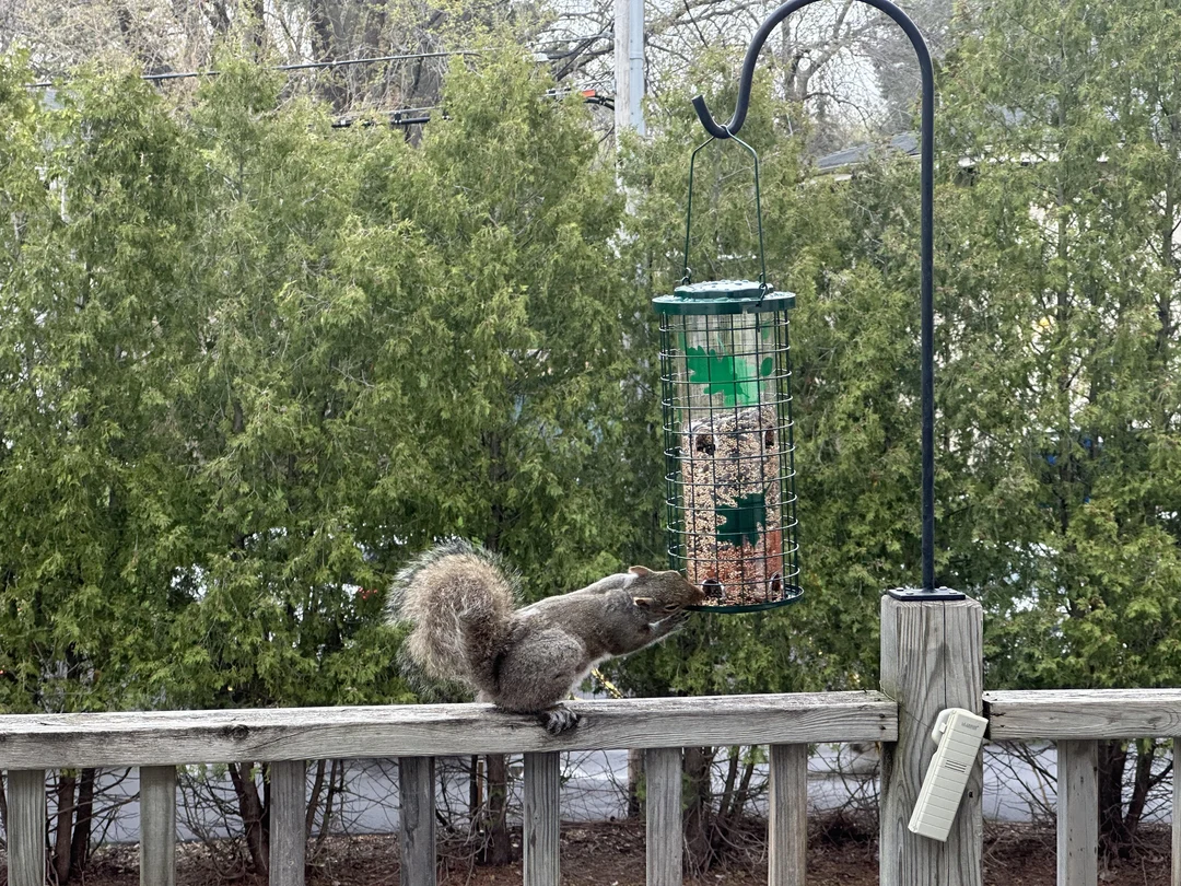 Got the “squirrel proof” bird feeder… | Scrolller