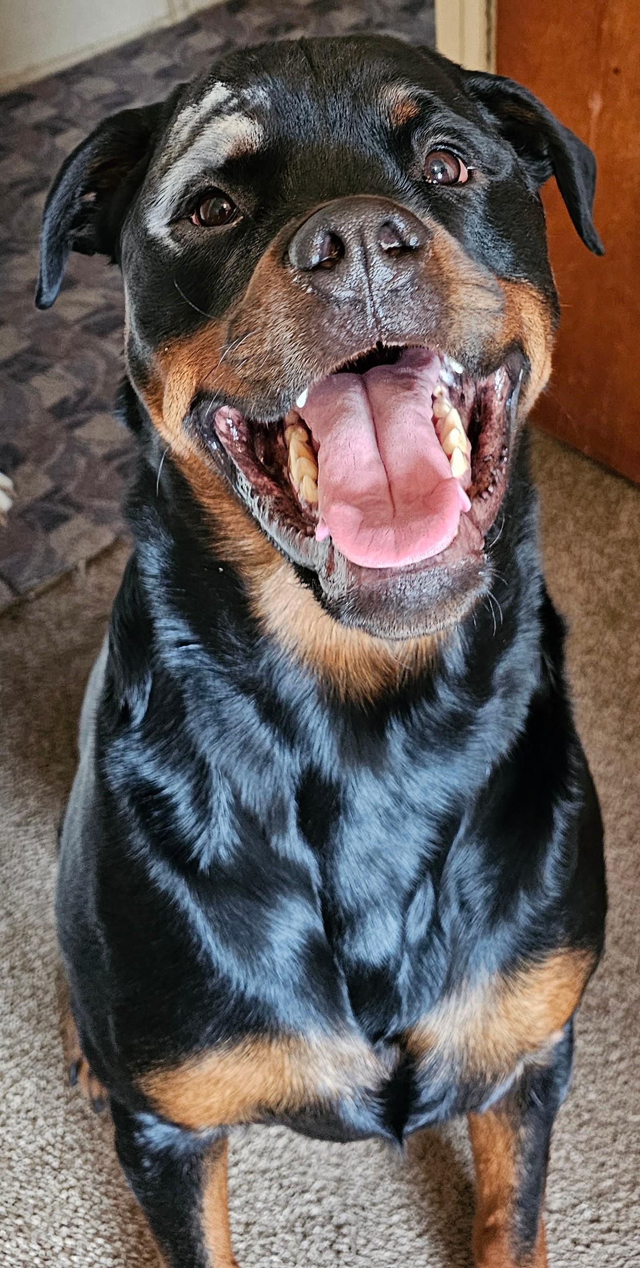 Styxx decided to help us do our drywall! | Scrolller