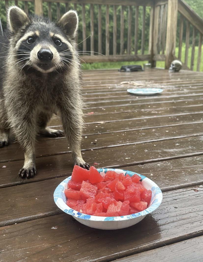 Watermelon :3 | Scrolller