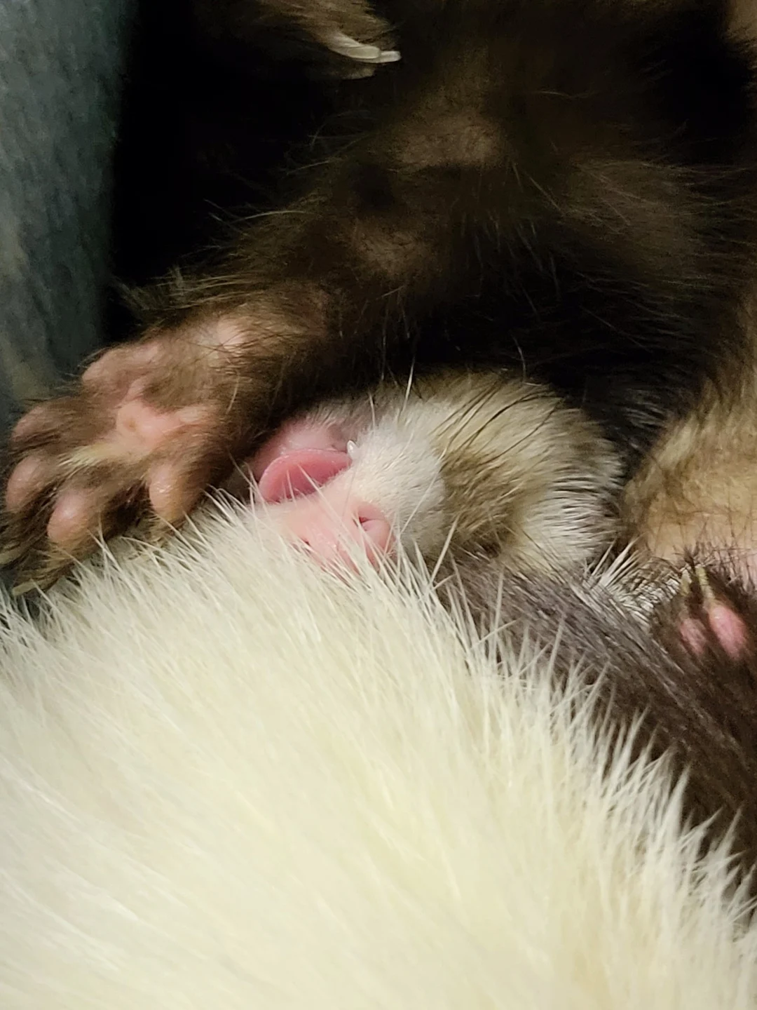 Somewhere within the tangle of tiny limbs and contented yawns... A smol blep | Scrolller