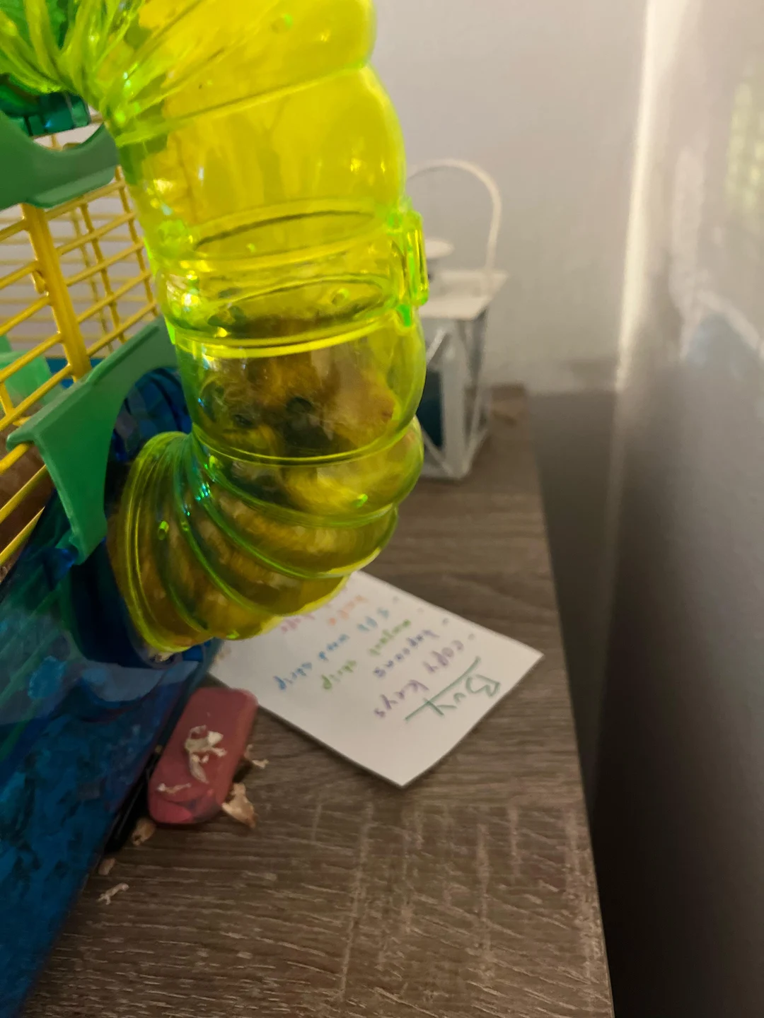 Bonding with my Ham | Scrolller