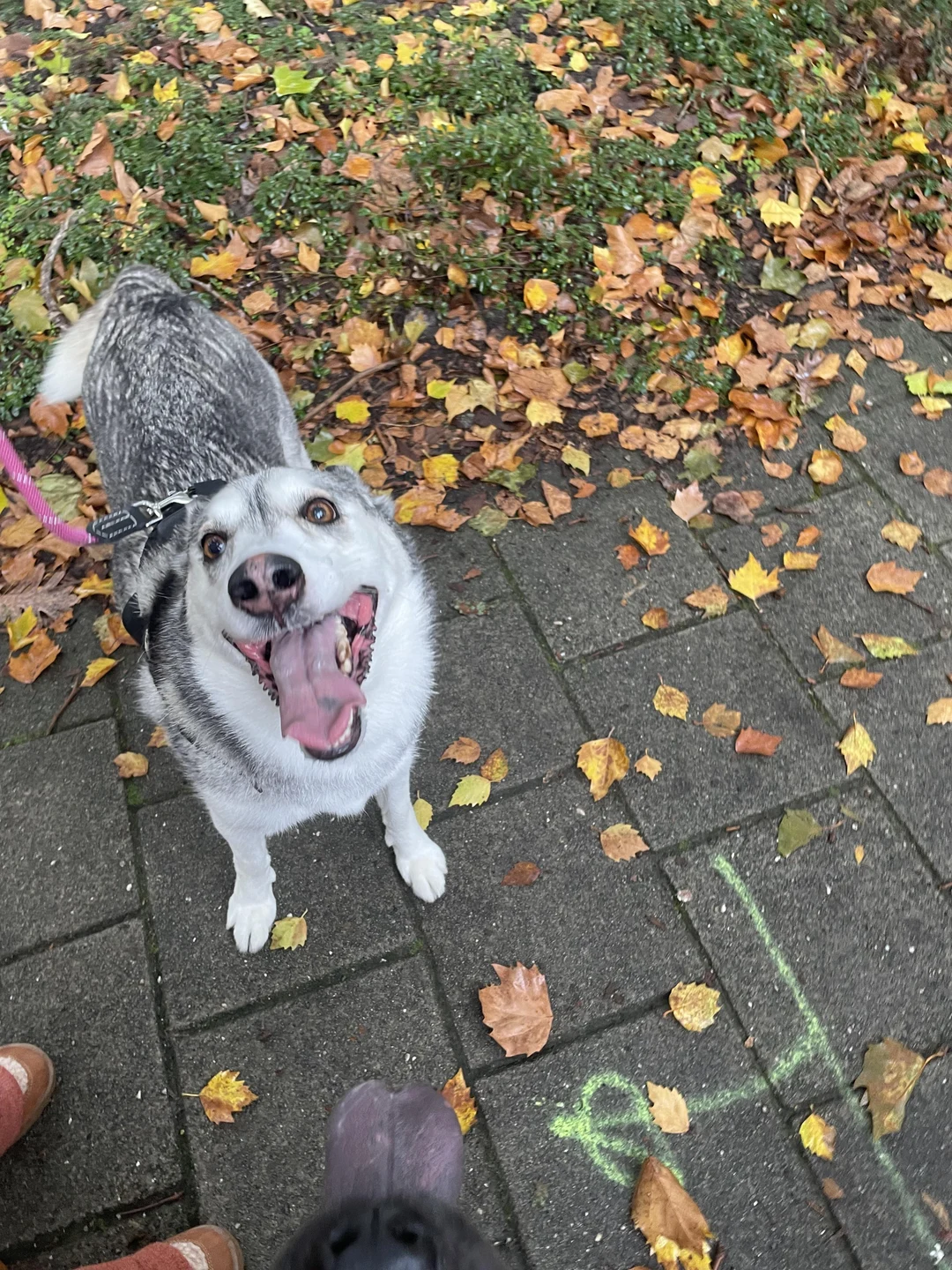 Autumn walks 🍂 | Scrolller