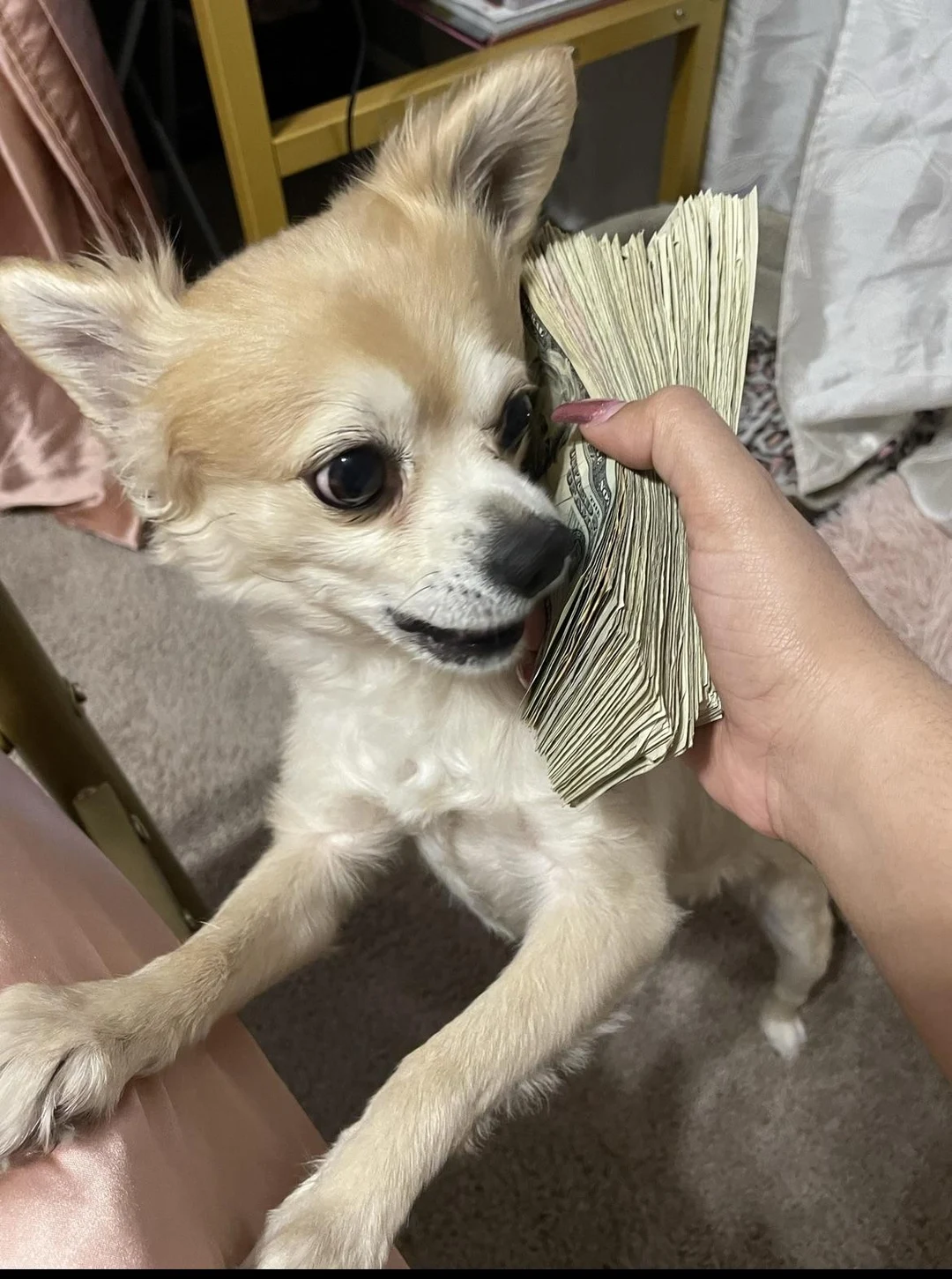 Discover more like Stripper: More pets 🐶 and Related Content | Scrolller