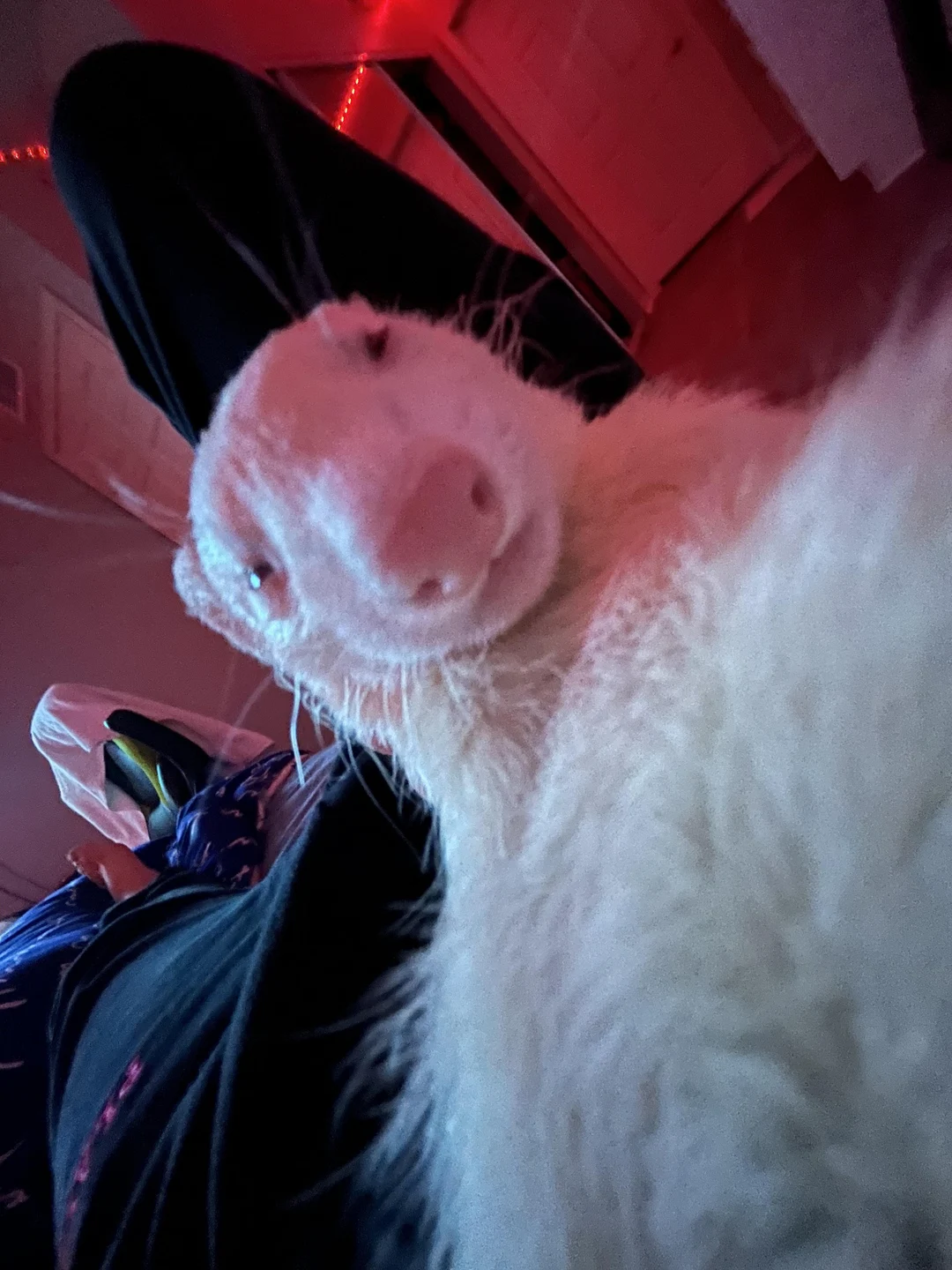 Please Help ferret broke | Scrolller