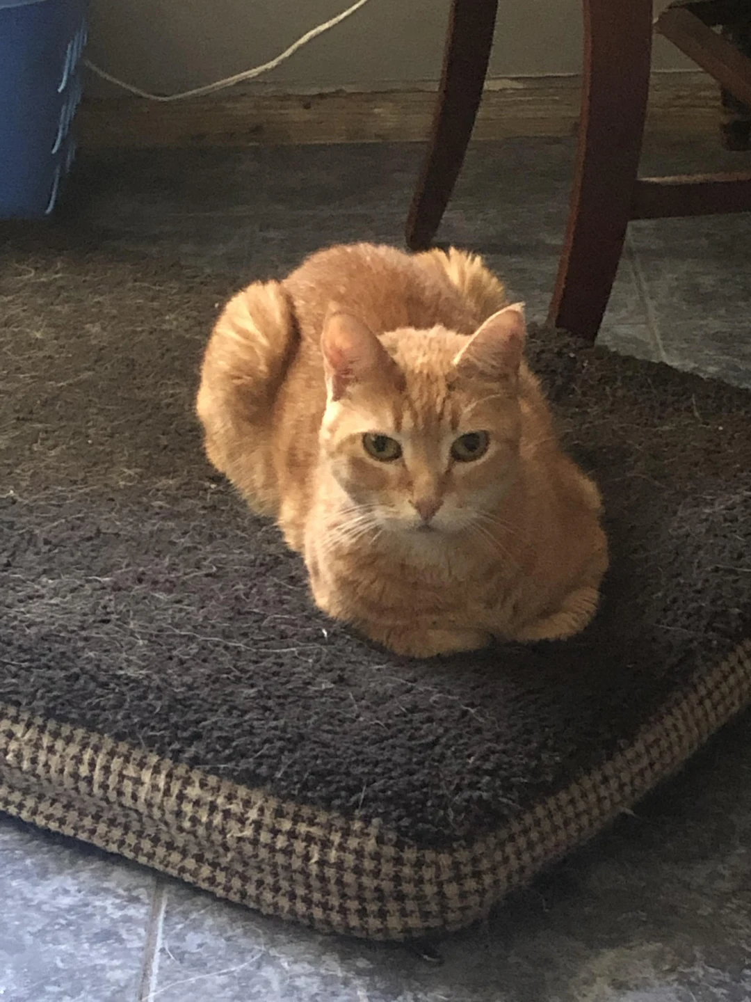 Minerva, my ginger baby, loafing on the dog’s bed | Scrolller