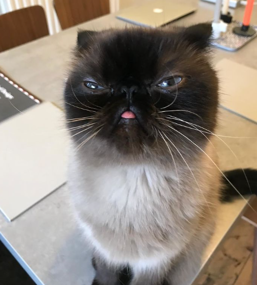 Cute Blep:) | Scrolller