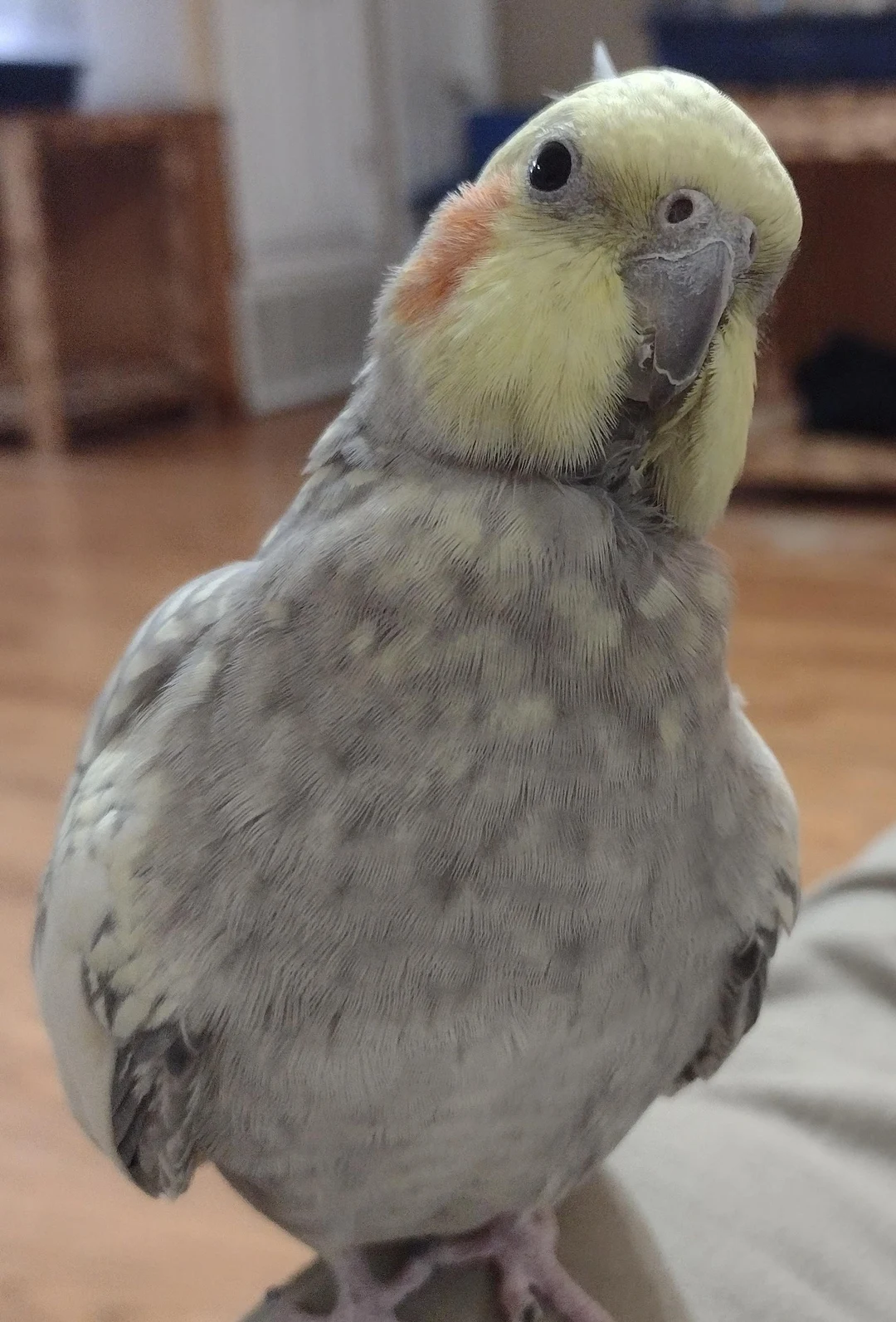 I told Lil B she actually belongs to my wife. She's skeptical. | Scrolller