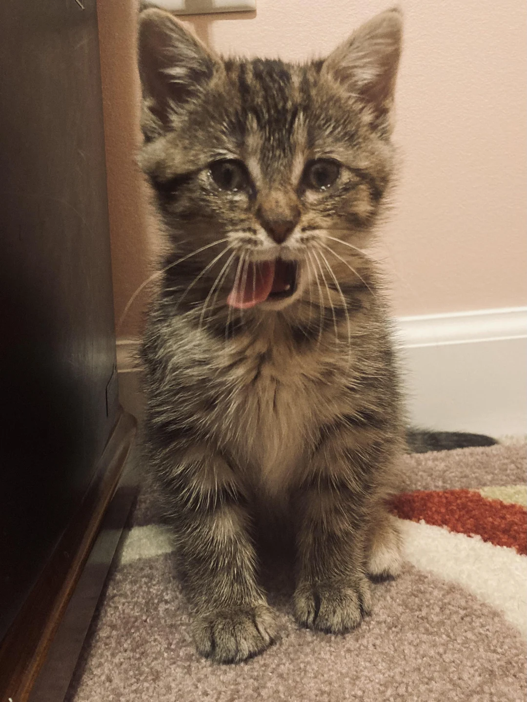 Our newest family member | Scrolller