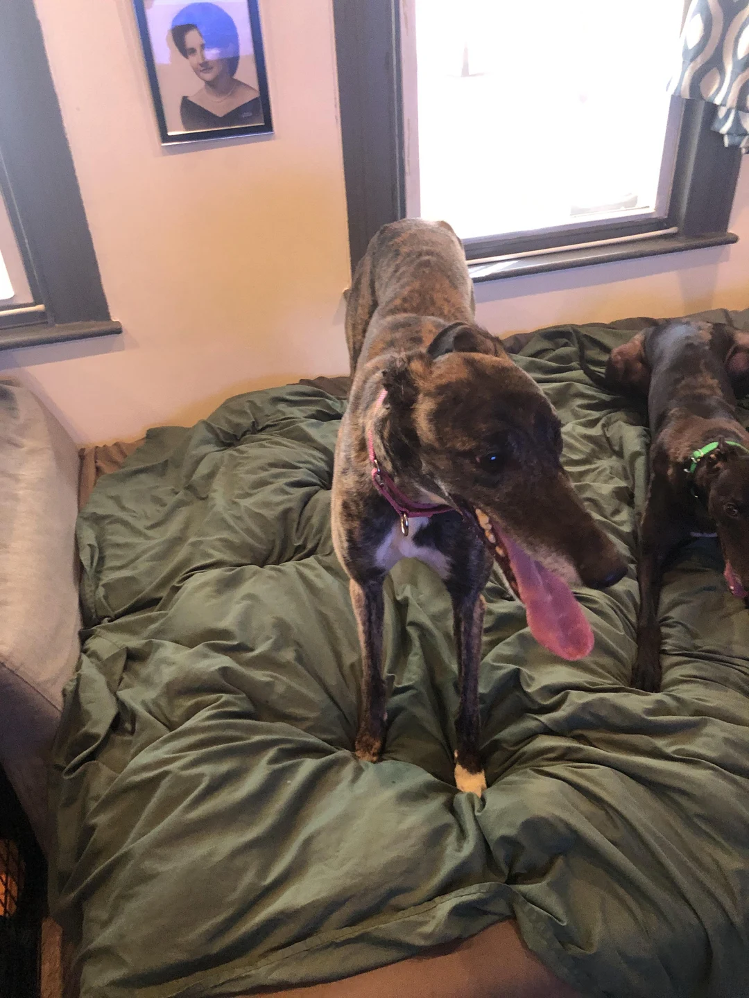 Gotcha Day | Scrolller