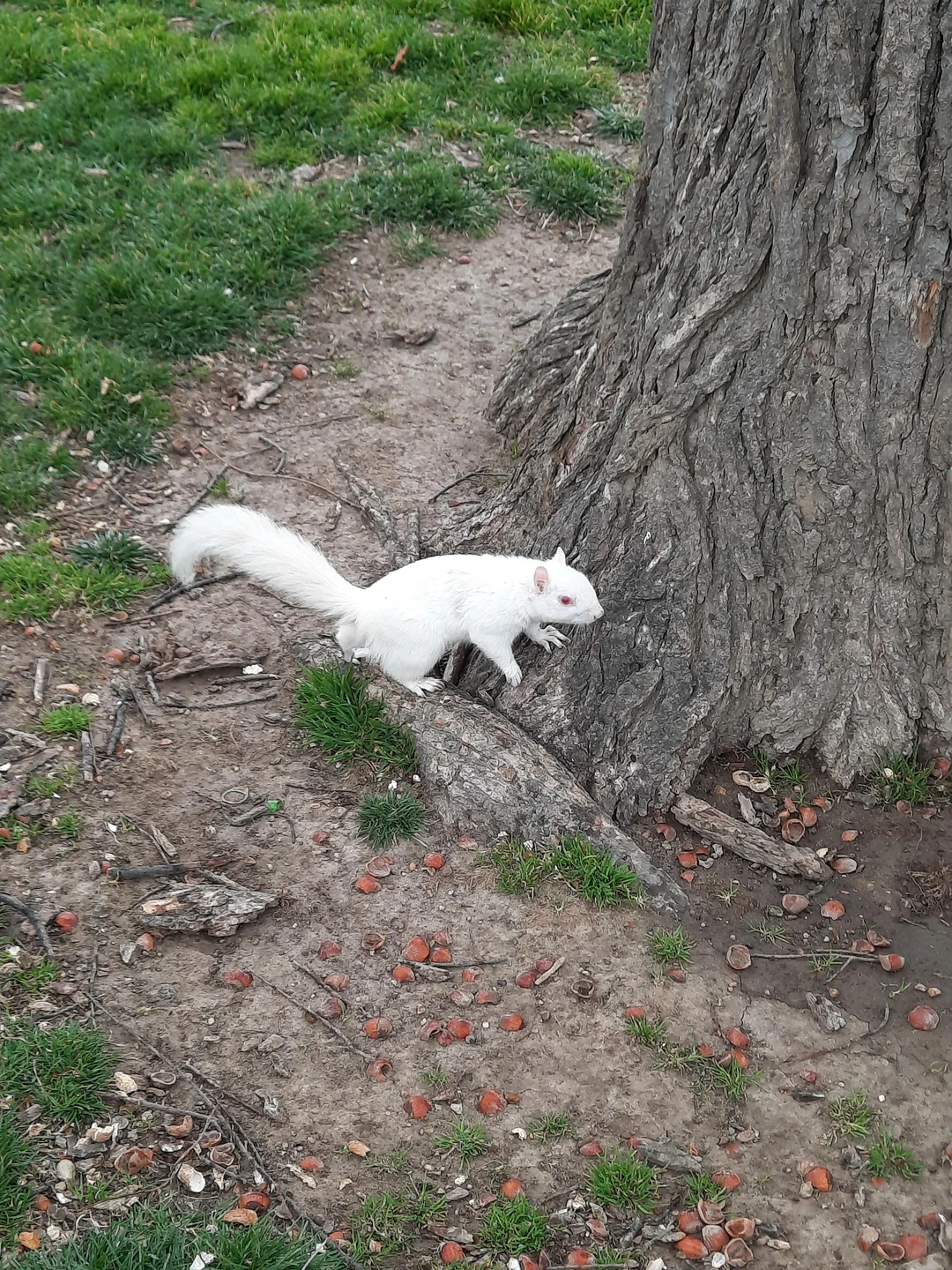 Albino squirrel | Scrolller
