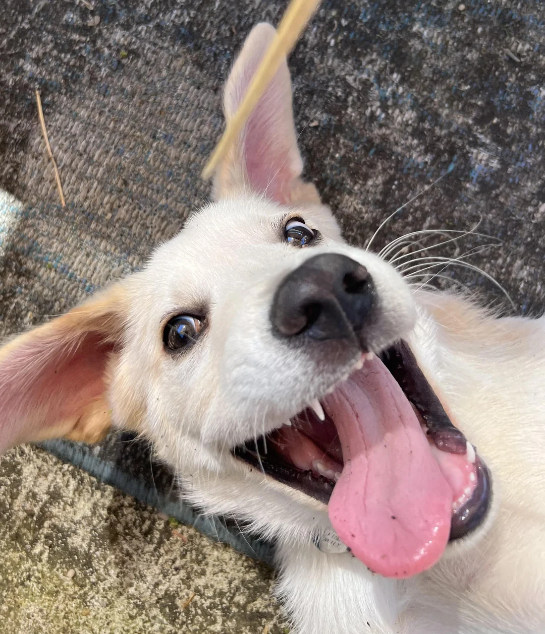 Zephyr the goofball! | Scrolller