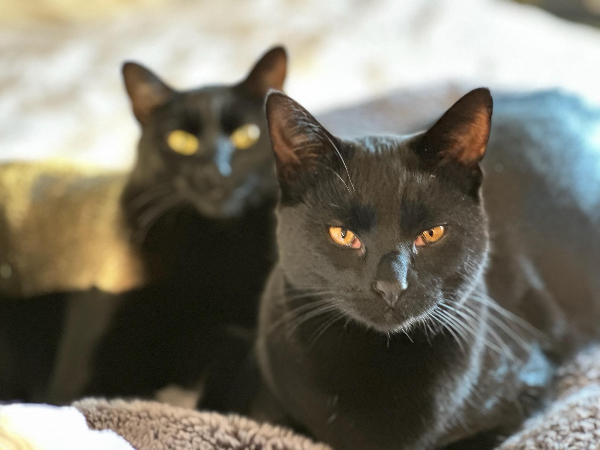 My shadow has a shadow | Scrolller