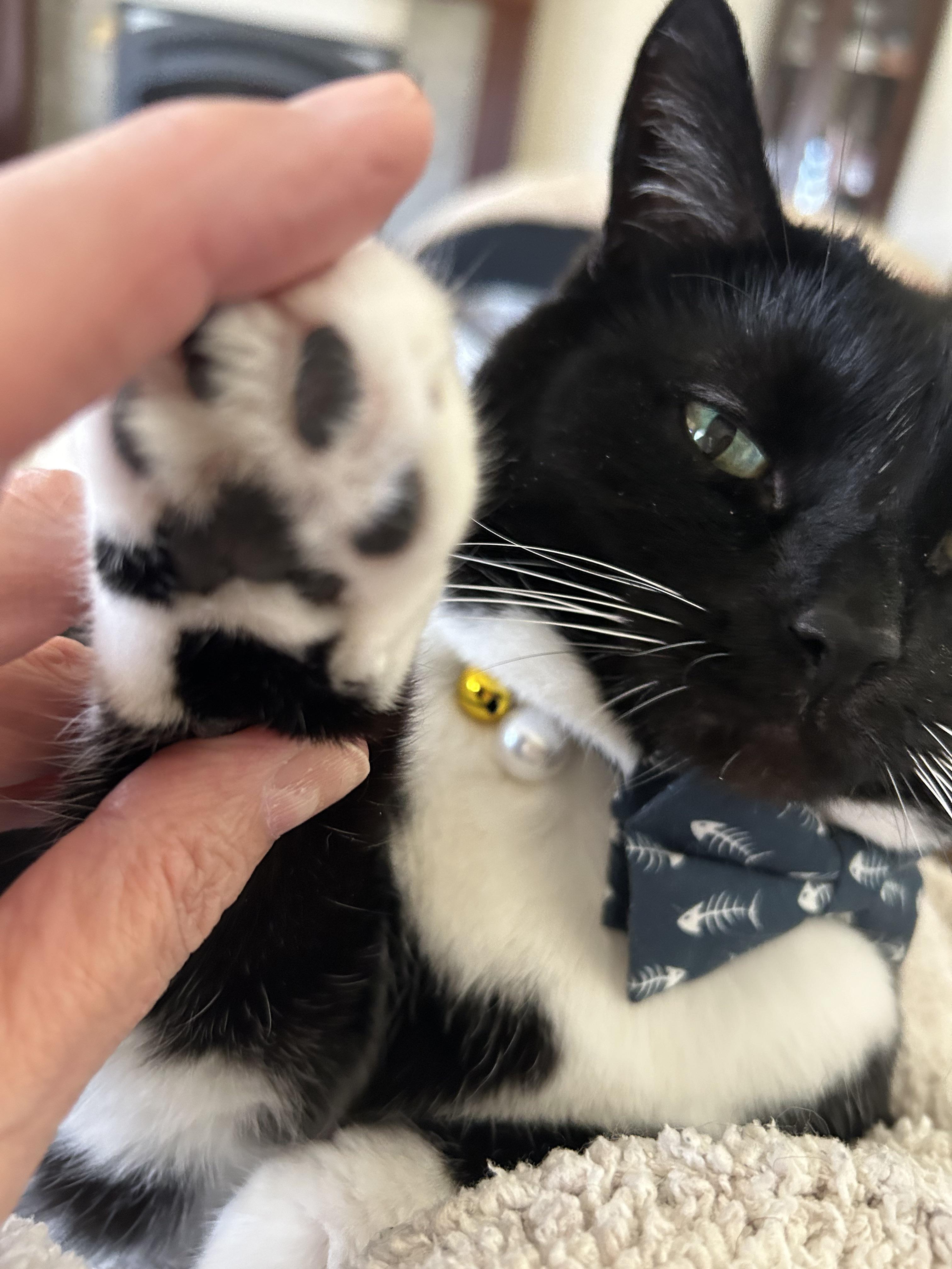 Vinnies black toe beans 🥰 | Scrolller