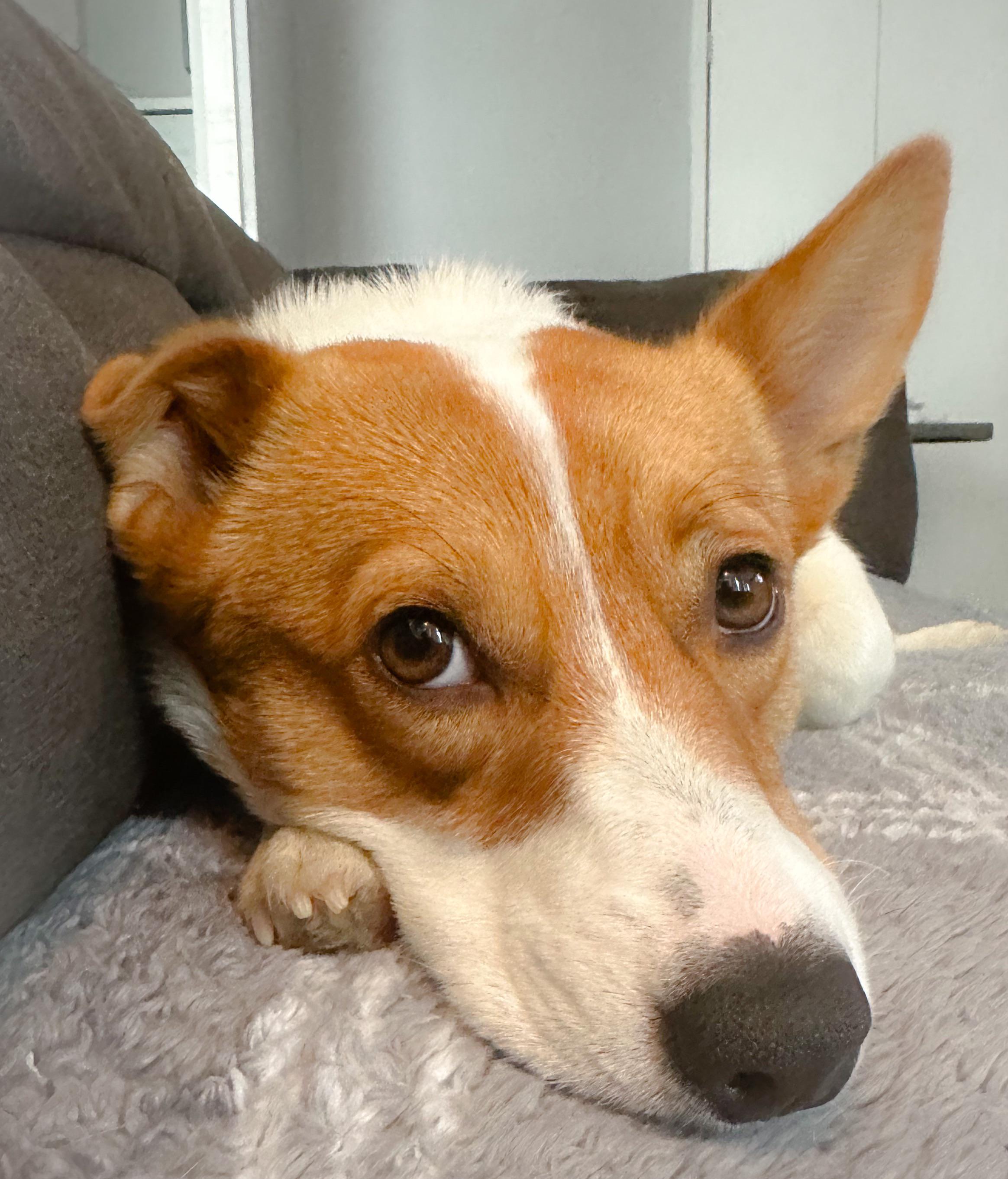 Miss Penny… Scrolller