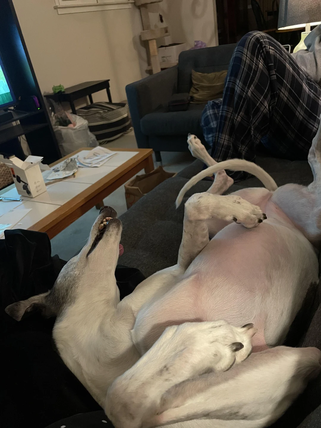 Discover more like Greyhounds: Roach master and Related Content | Scrolller
