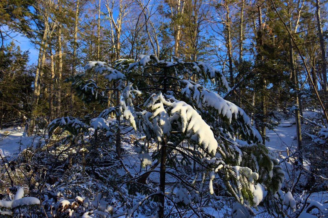 Snowy Fir | Scrolller