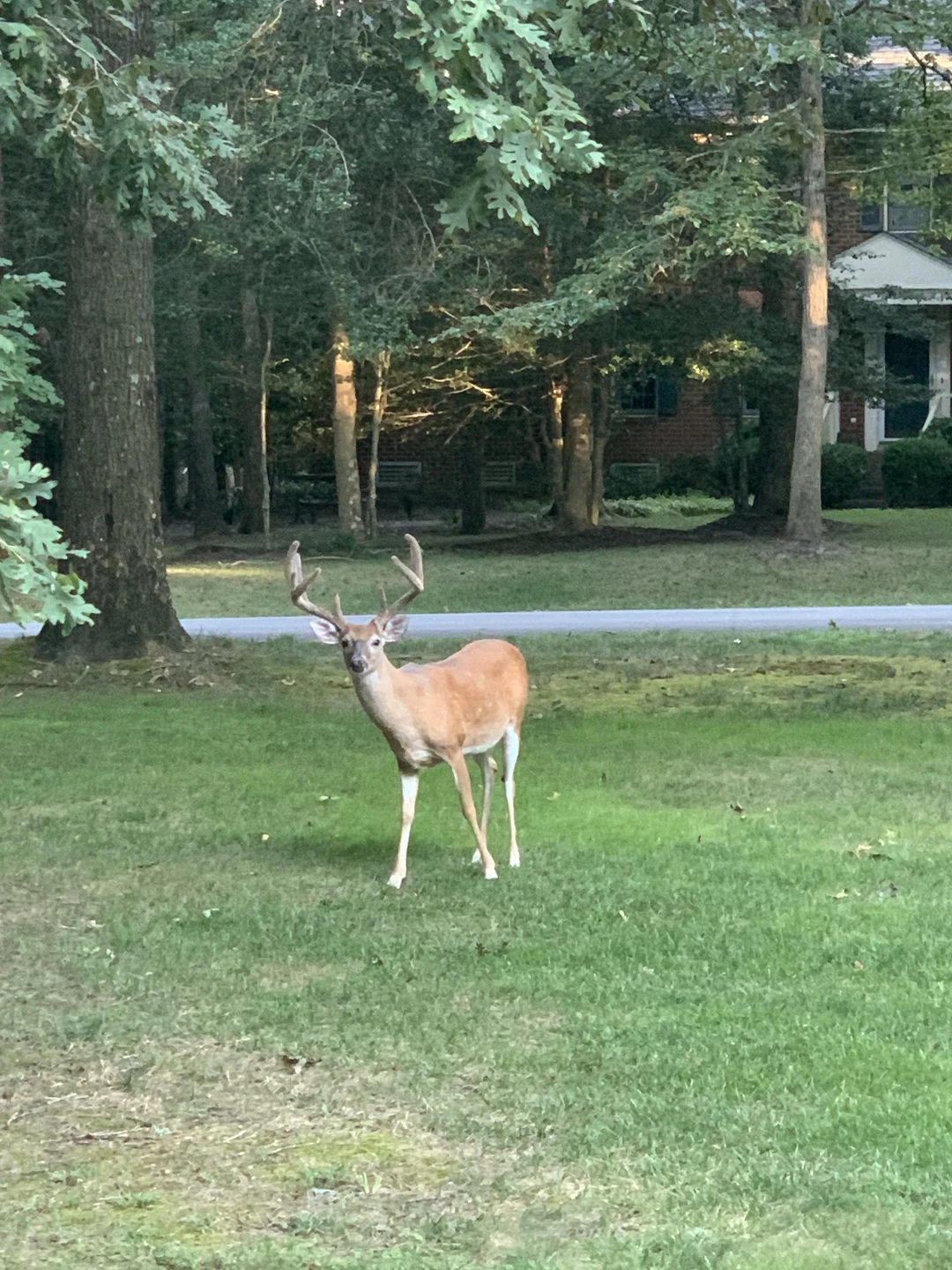 From Summer 2022 in my front yard | Scrolller