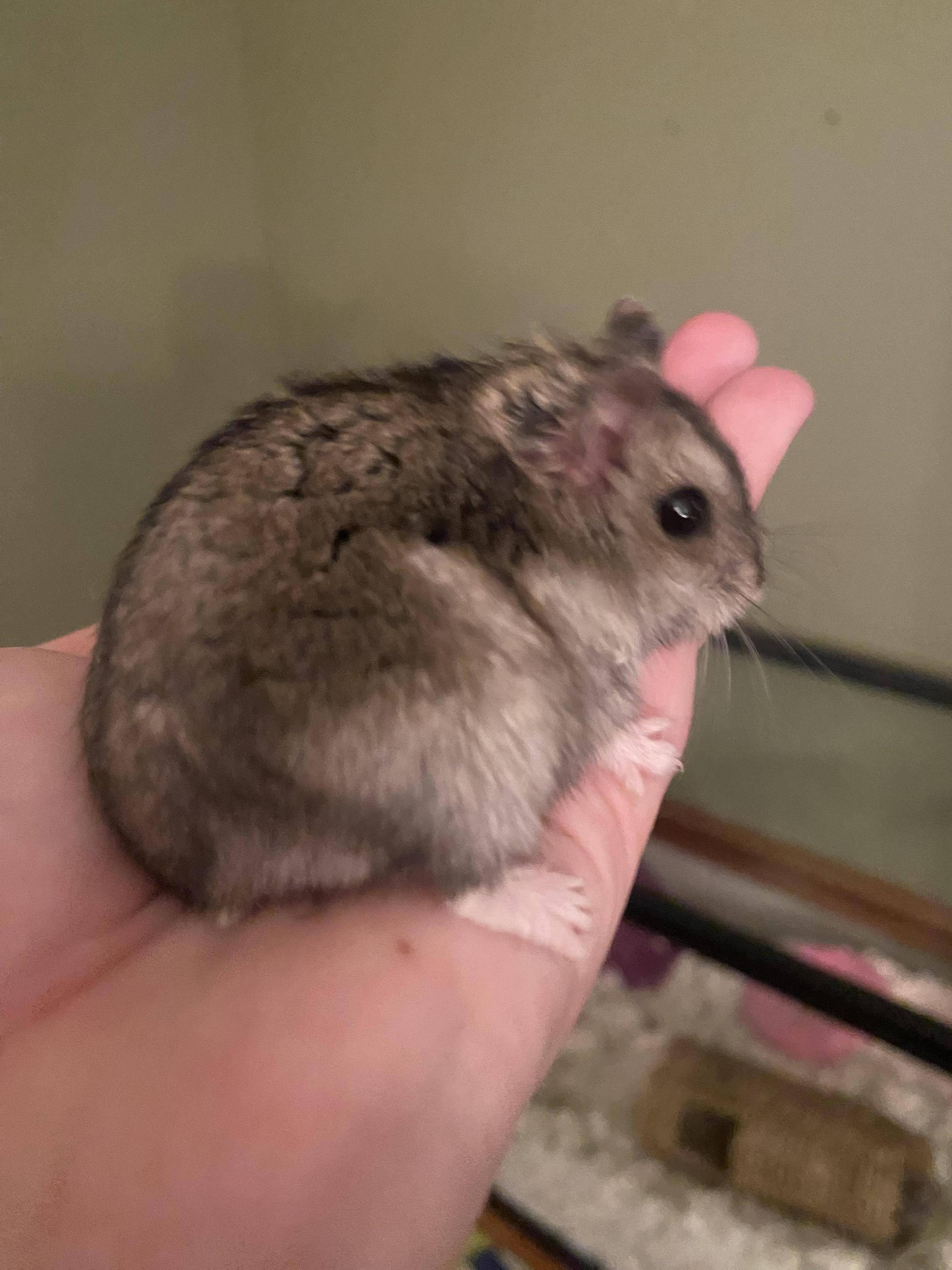 Meet my new girl Biscuit! | Scrolller