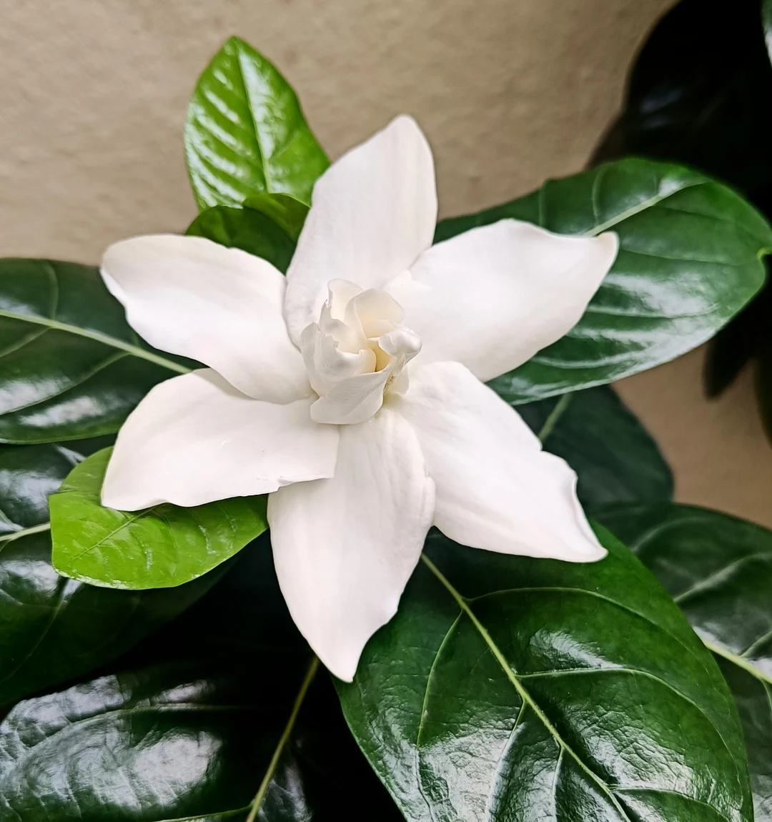 White flower | Scrolller