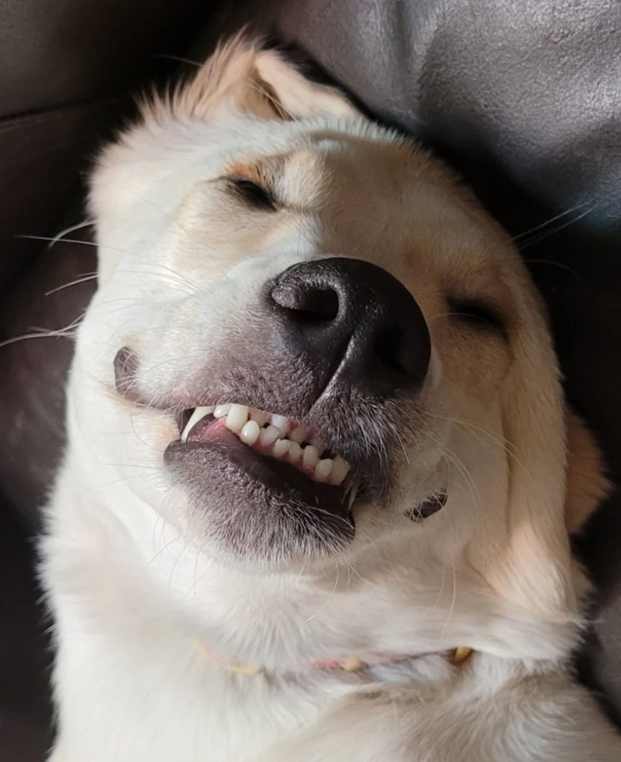 She Has The Most Adorable Grin Scrolller