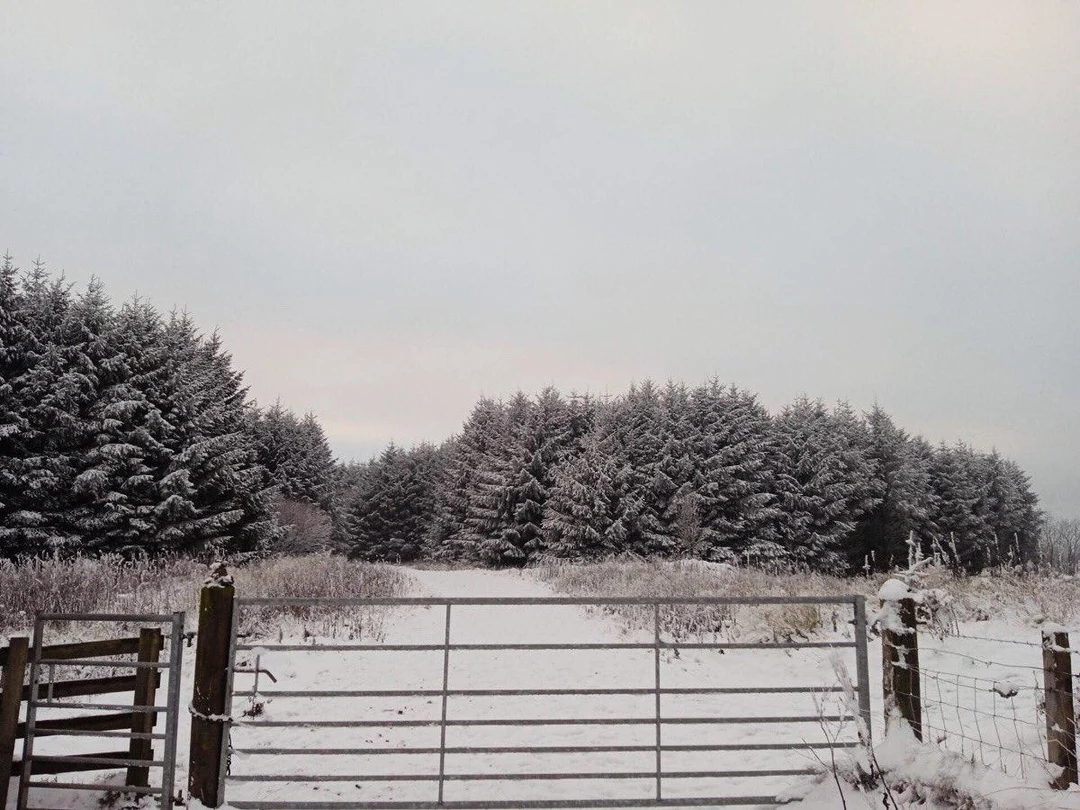 Snow covered trees | Scrolller