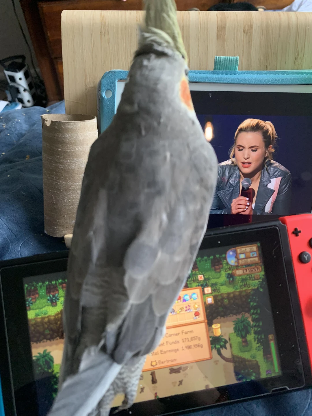 What do my fellow Cold climate Cockatiel parents Used to keep their birds warm in the winter ...