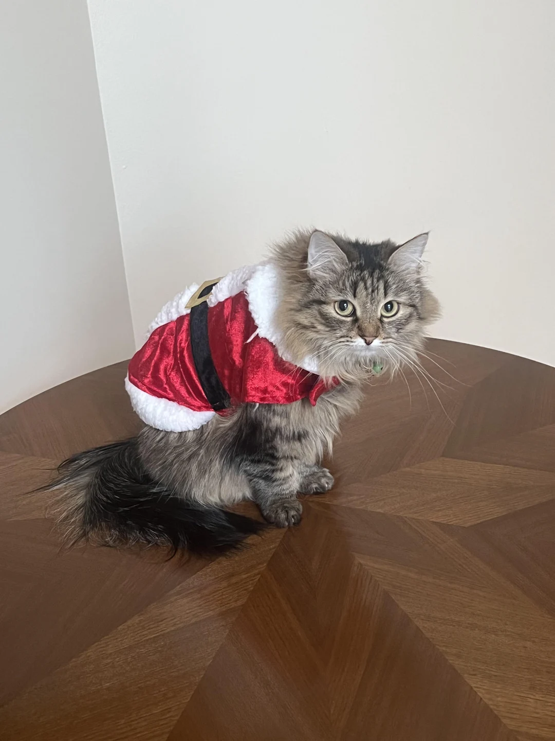 Santa Claws | Scrolller